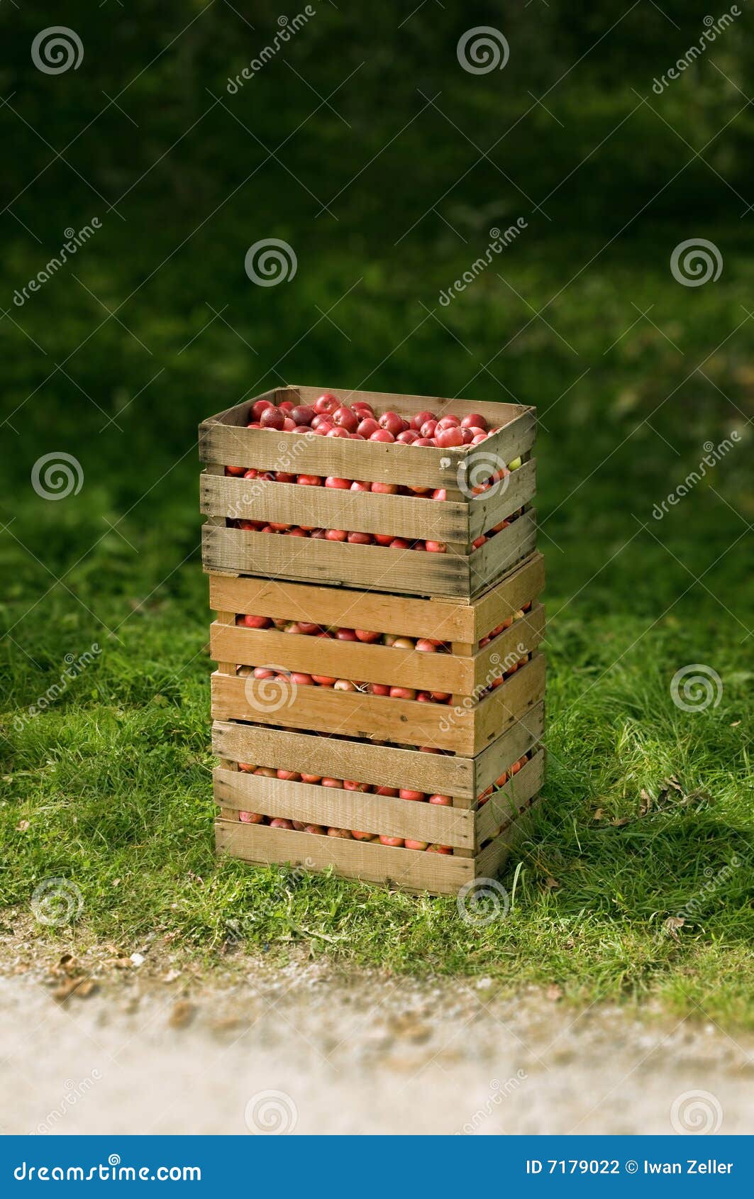 Red Apples in a Box stock photo. Image of organic, market - 7179022