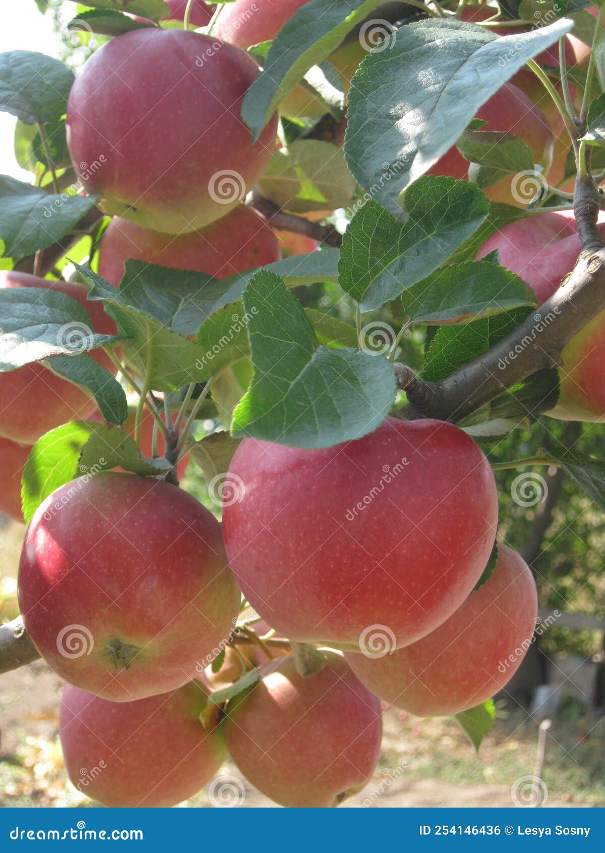 Red apples on a branch stock photo. Image of shrub, evergreen - 254146436