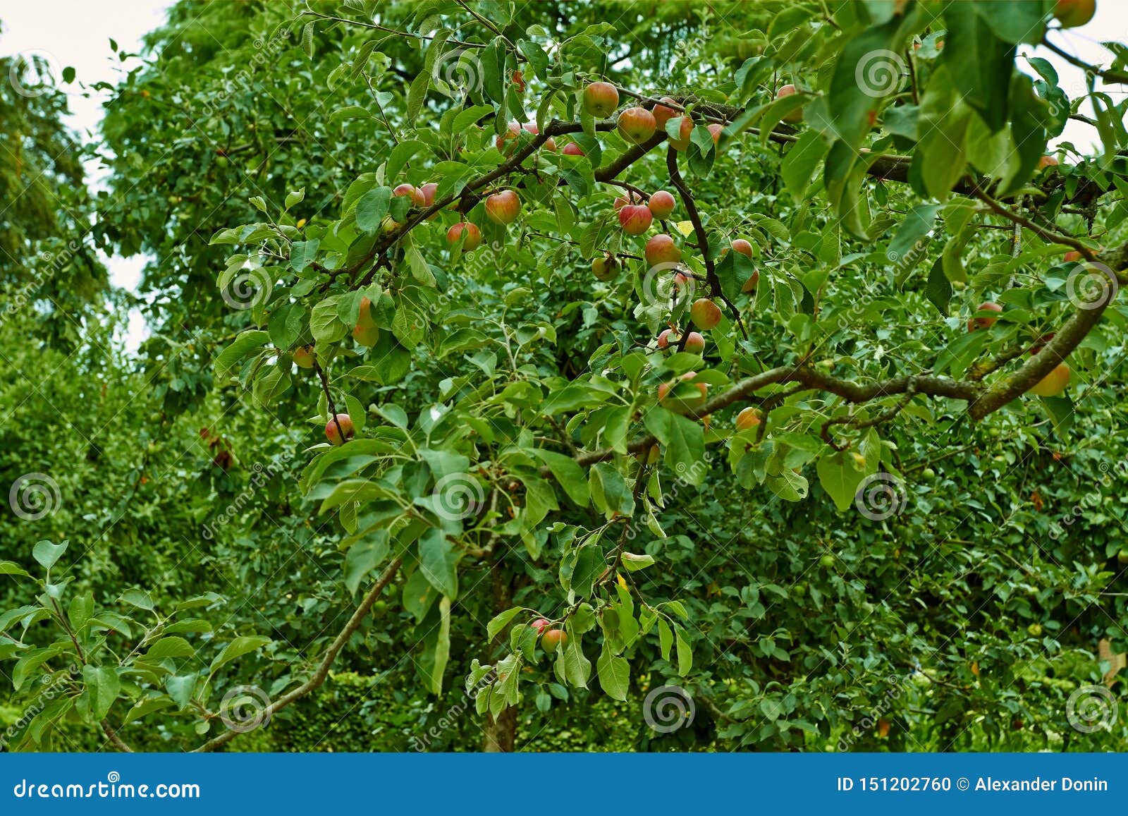 Red Apples on a Branch of an Apple Tree. Netherlands, July Stock Photo ...