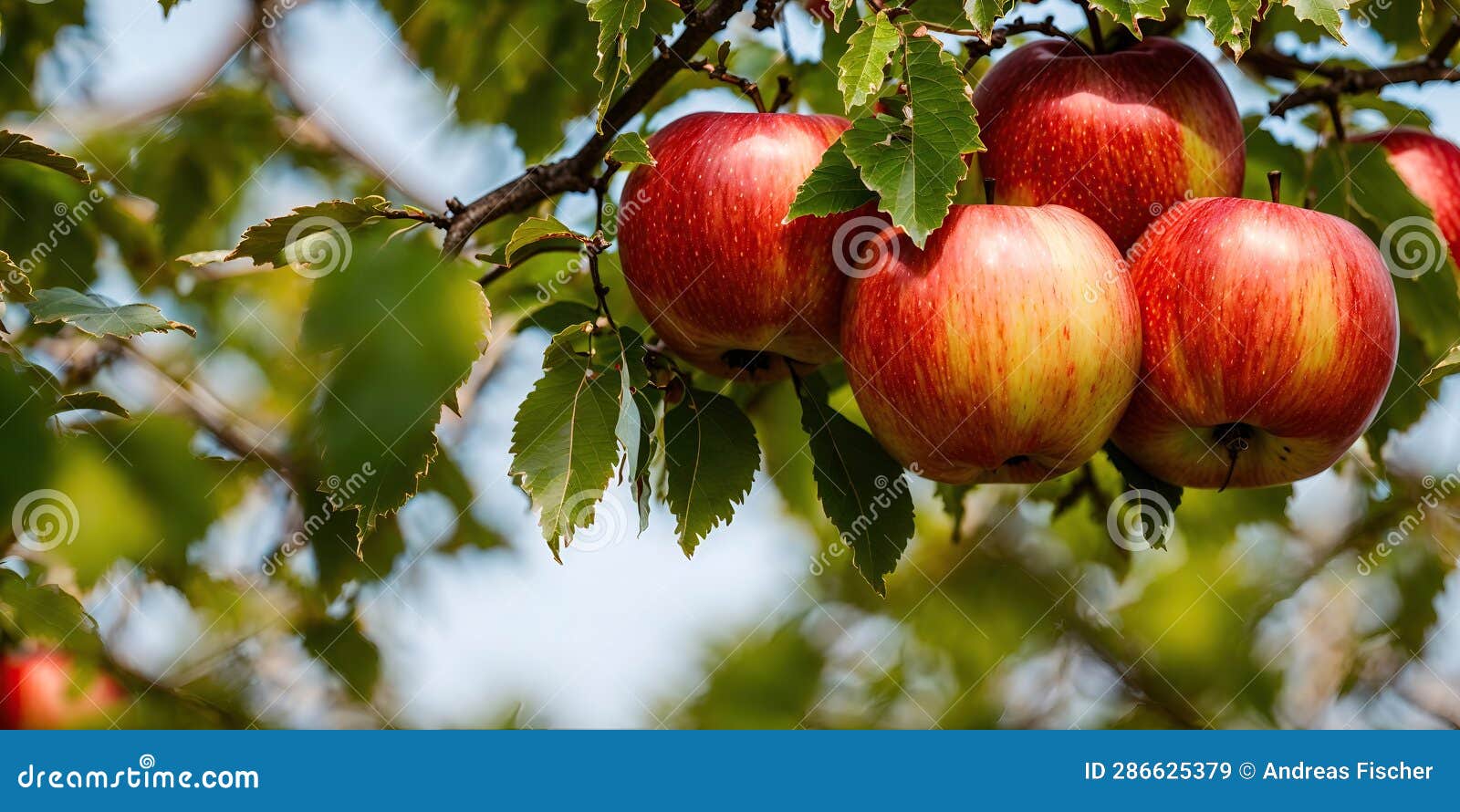 Red Apples on a Branch with Leaves. Stock Image - Image of fruit ...