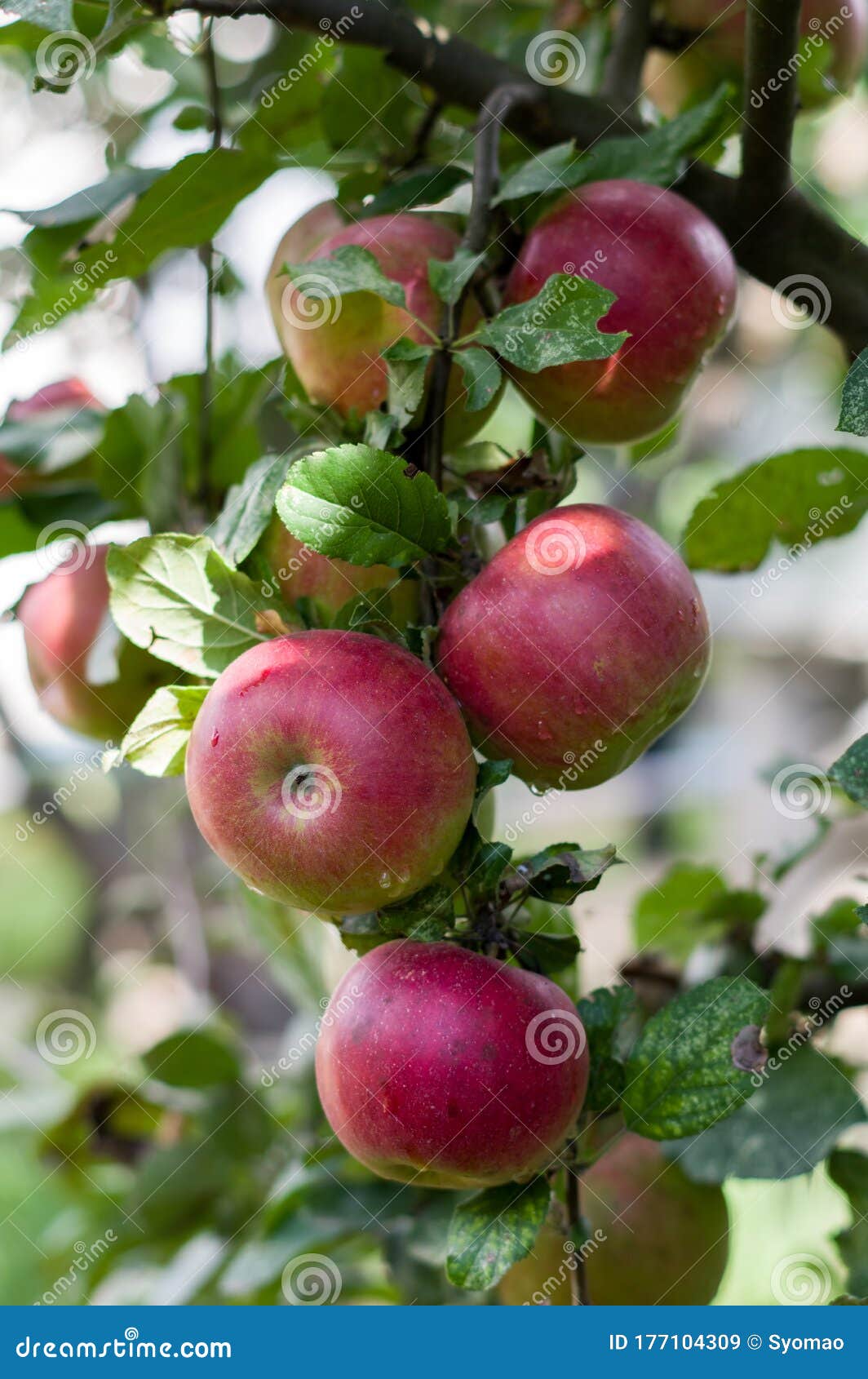 Red Apples on a Branch Outdoors Stock Image - Image of harvest, fresh ...