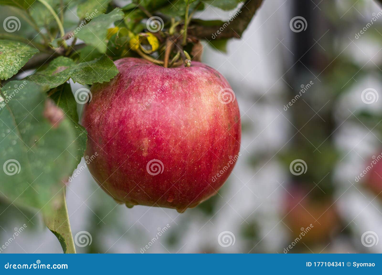 Red Apples on a Branch Outdoors Stock Image - Image of healthy, juicy ...