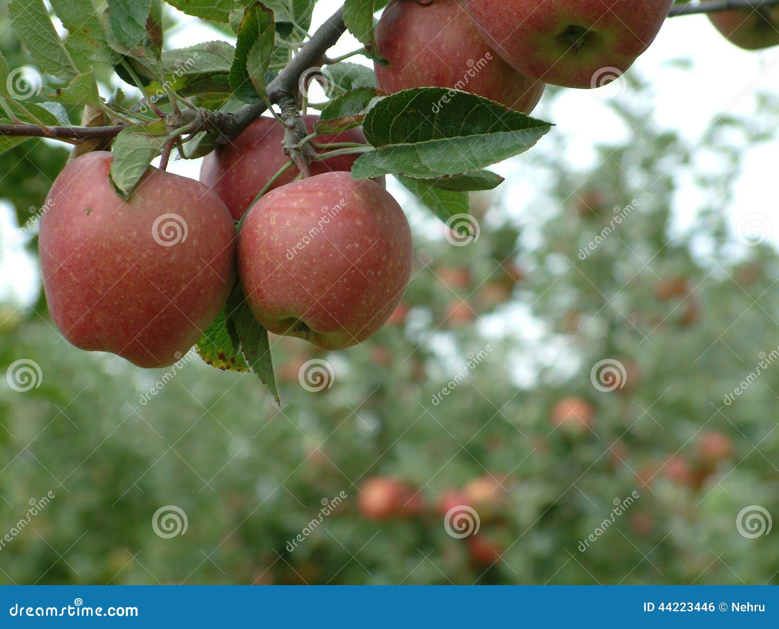 Red apples on a branch stock photo. Image of freshness - 44223446