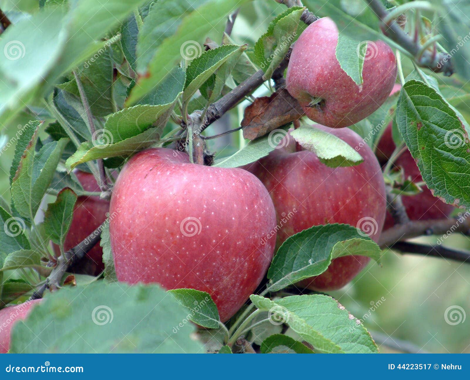 Red apples on a branch stock image. Image of healthy - 44223517