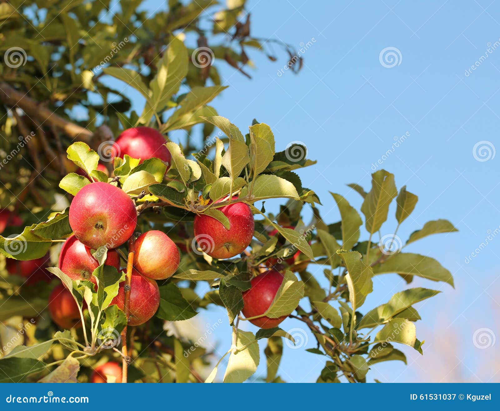 Red Apples on Branch Ready To Be Harvested. Jonathan Apples Stock Image ...