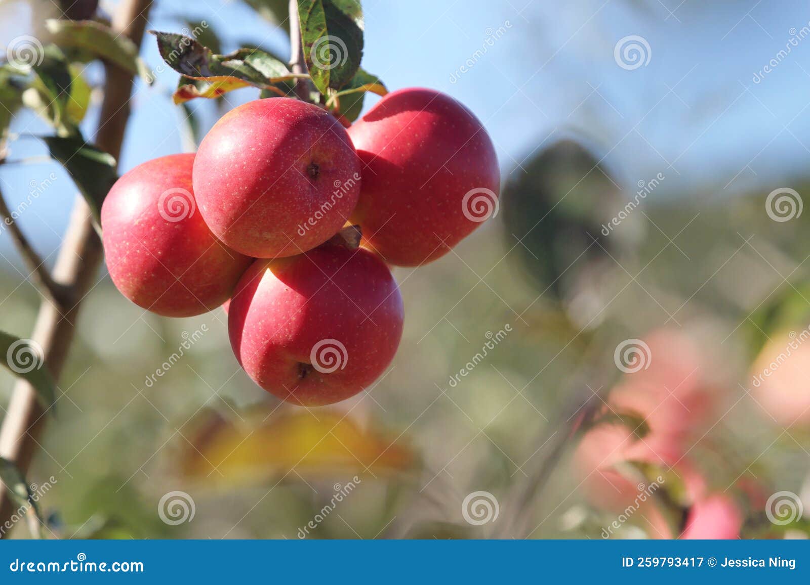 Red apples on a tree stock image. Image of color, tree - 259793417