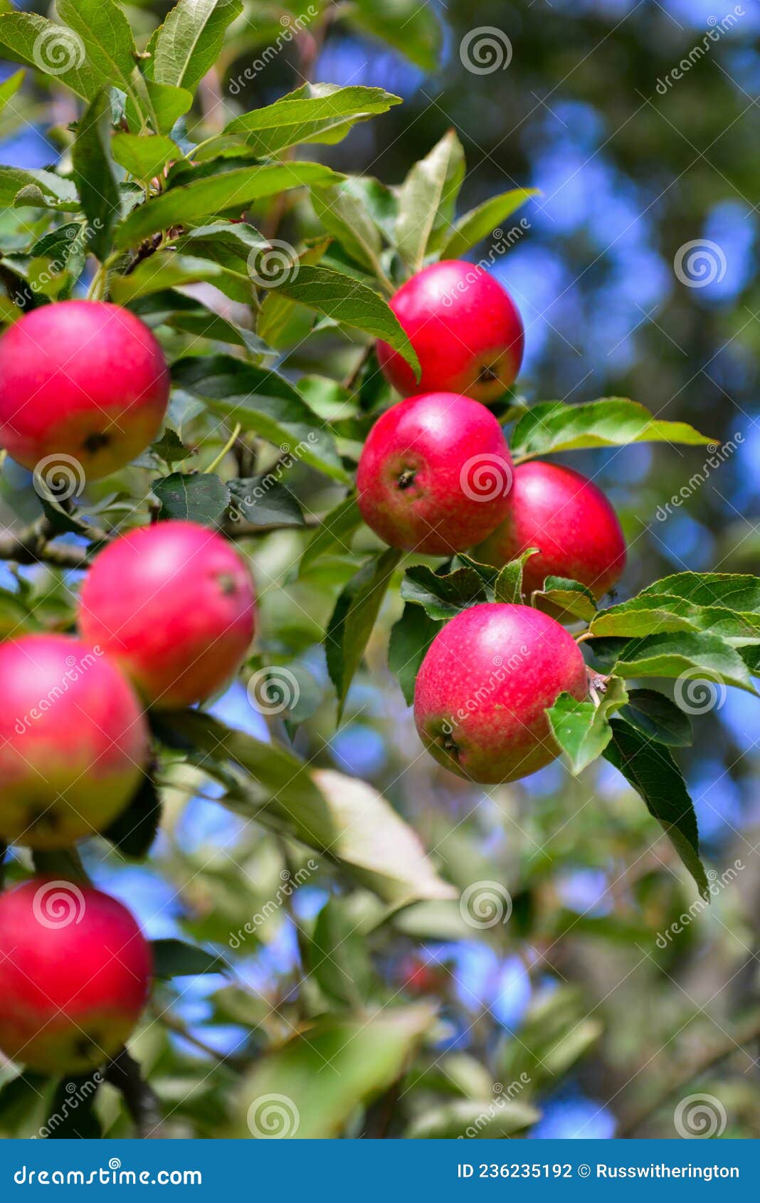 Red apples on a tree stock photo. Image of garden, plant - 236235192
