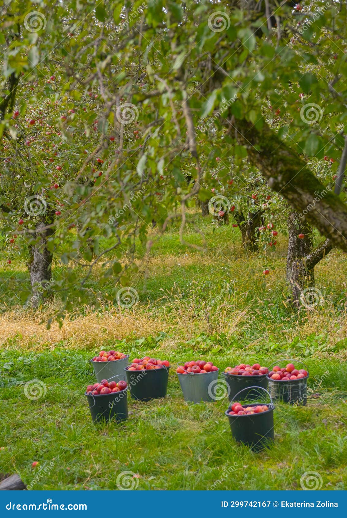 Red Apples in a Bucket Under an Apple Tree in the Garden. Harvest ...