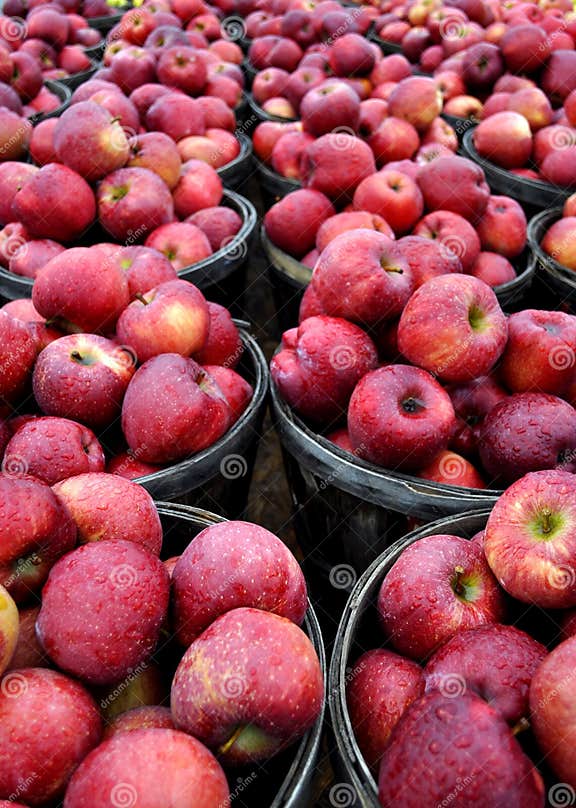 Red Apples in Bushels stock photo. Image of farmers, crate - 12182188