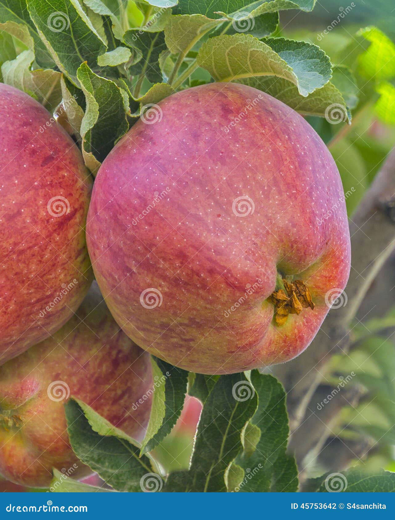 Red apples stock photo. Image of branch, orchard, garden - 45753642