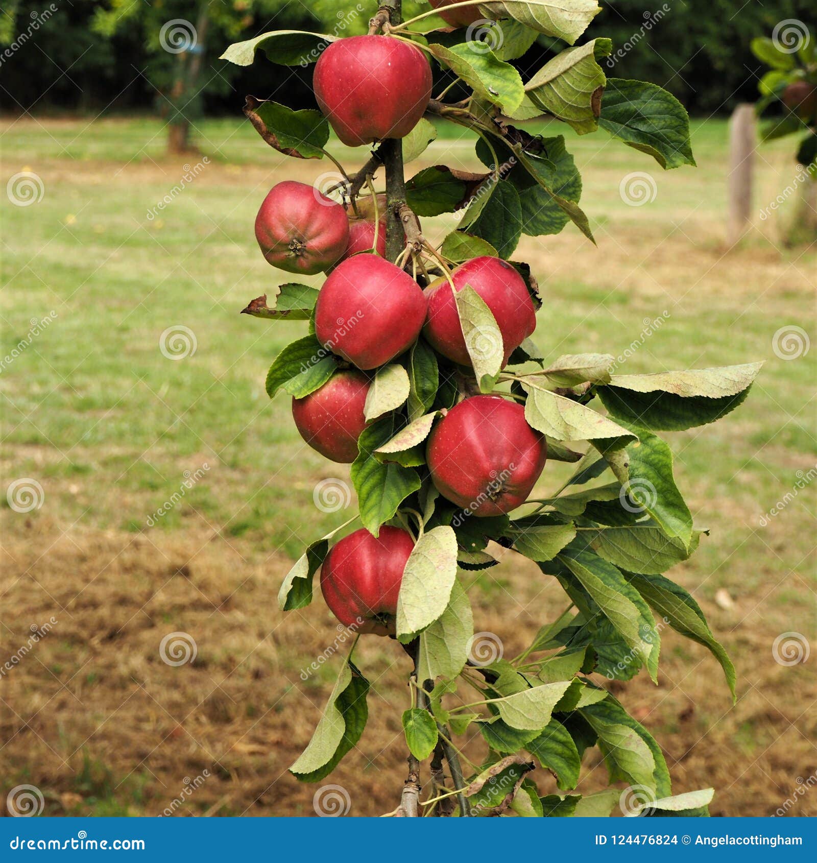 Red Apples Developing on a Branch Stock Photo - Image of home, harvest ...