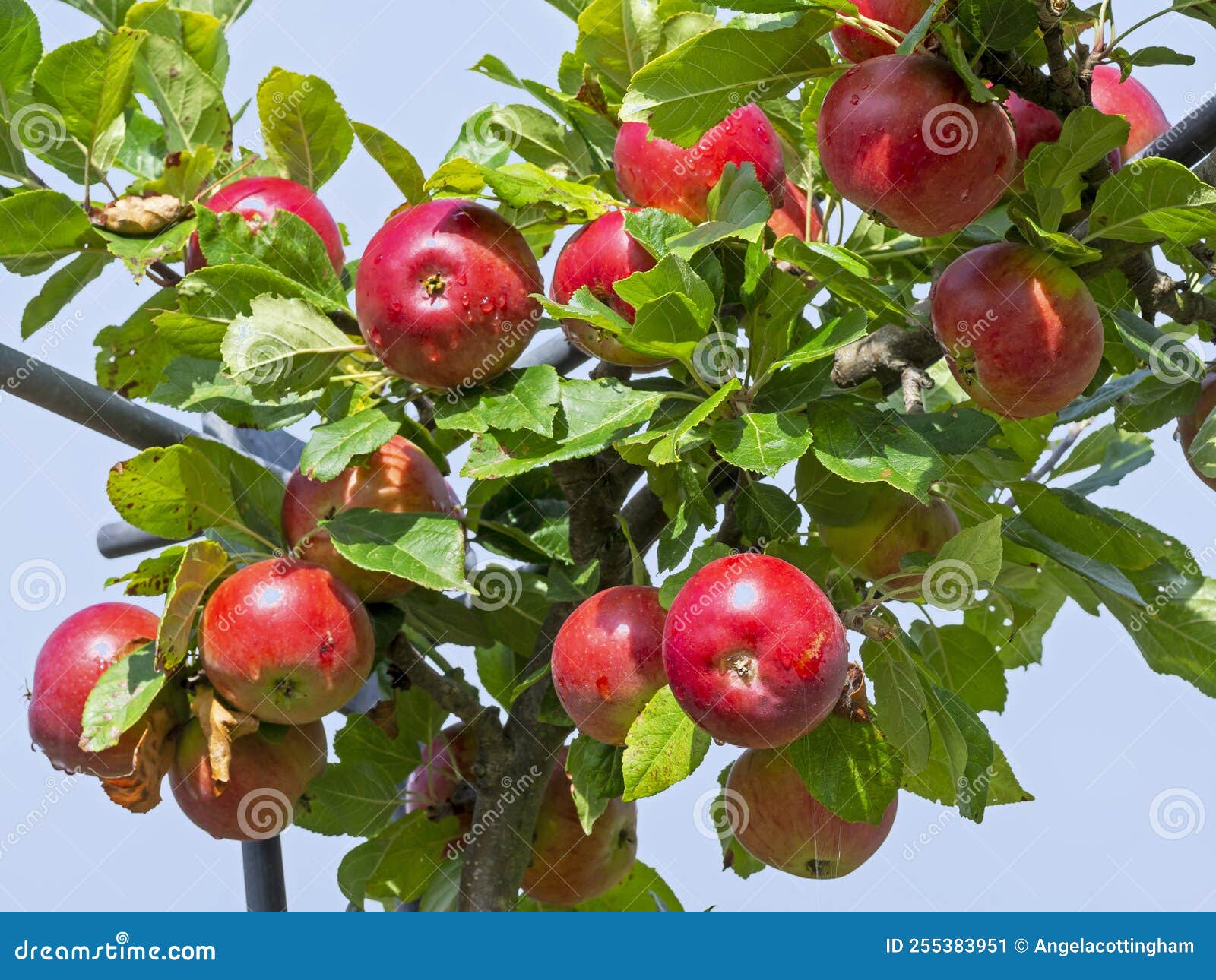 Red Apples Developing on a Tree Branch Stock Image - Image of leaves ...