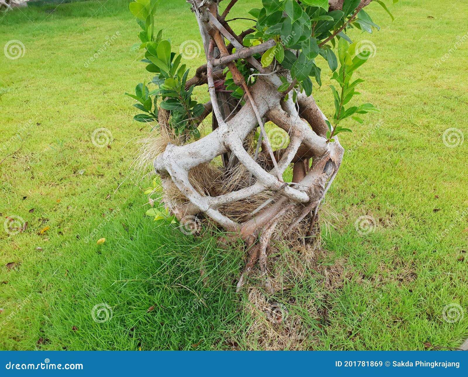 Tree Roots that Have Been Bent into a Square Cage. Stock Image - Image ...