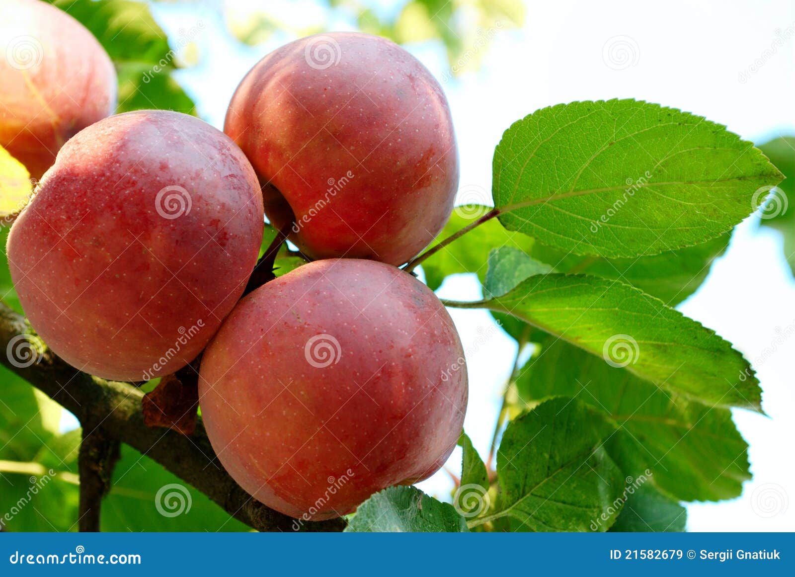 Red Apples and Green Leaves Stock Image - Image of eating, garden: 21582679 Red Apples and Green Leaves Stock Image - Image of eating, garden: 21582679