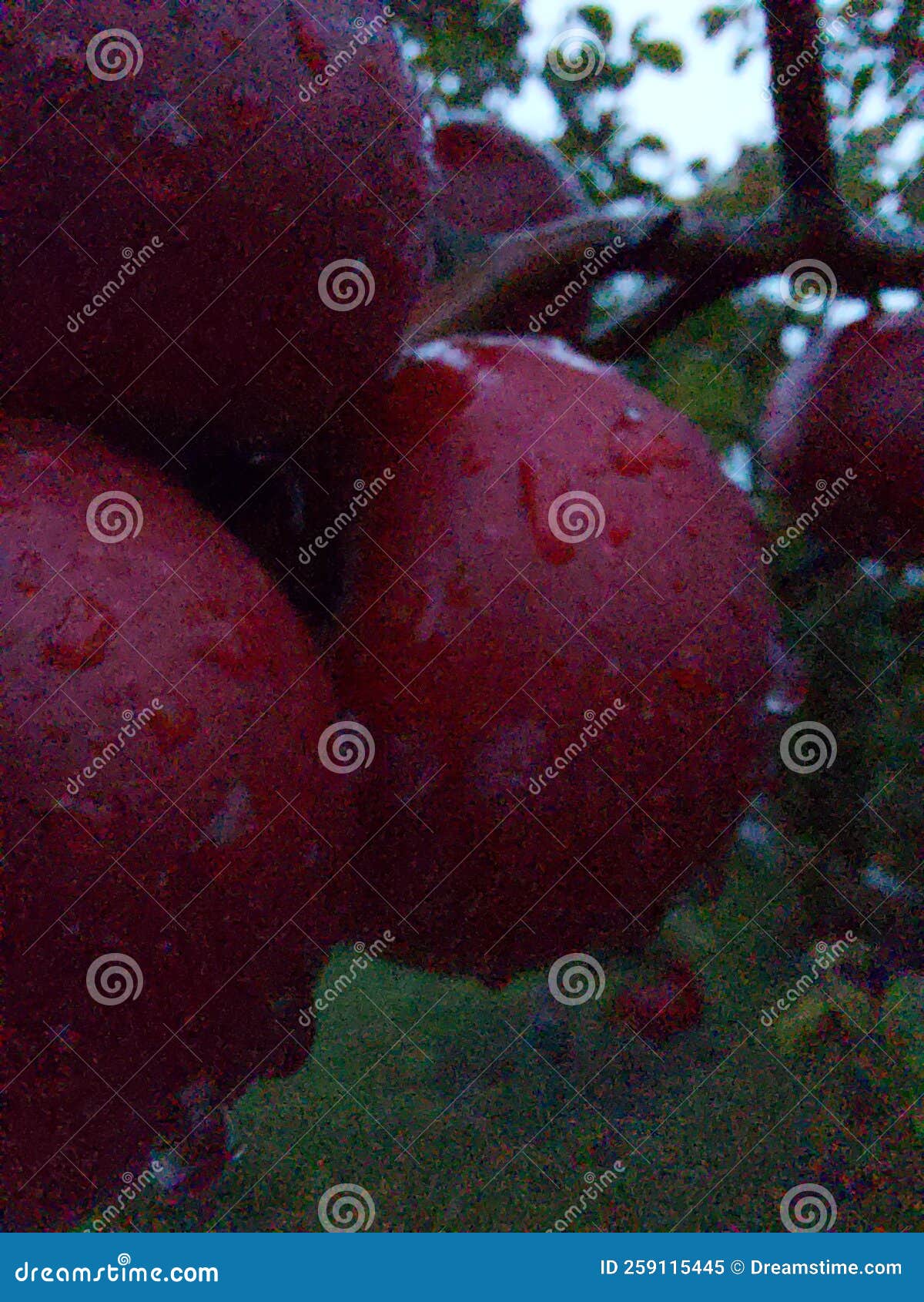 Red apples in grey weather stock image. Image of food - 259115445