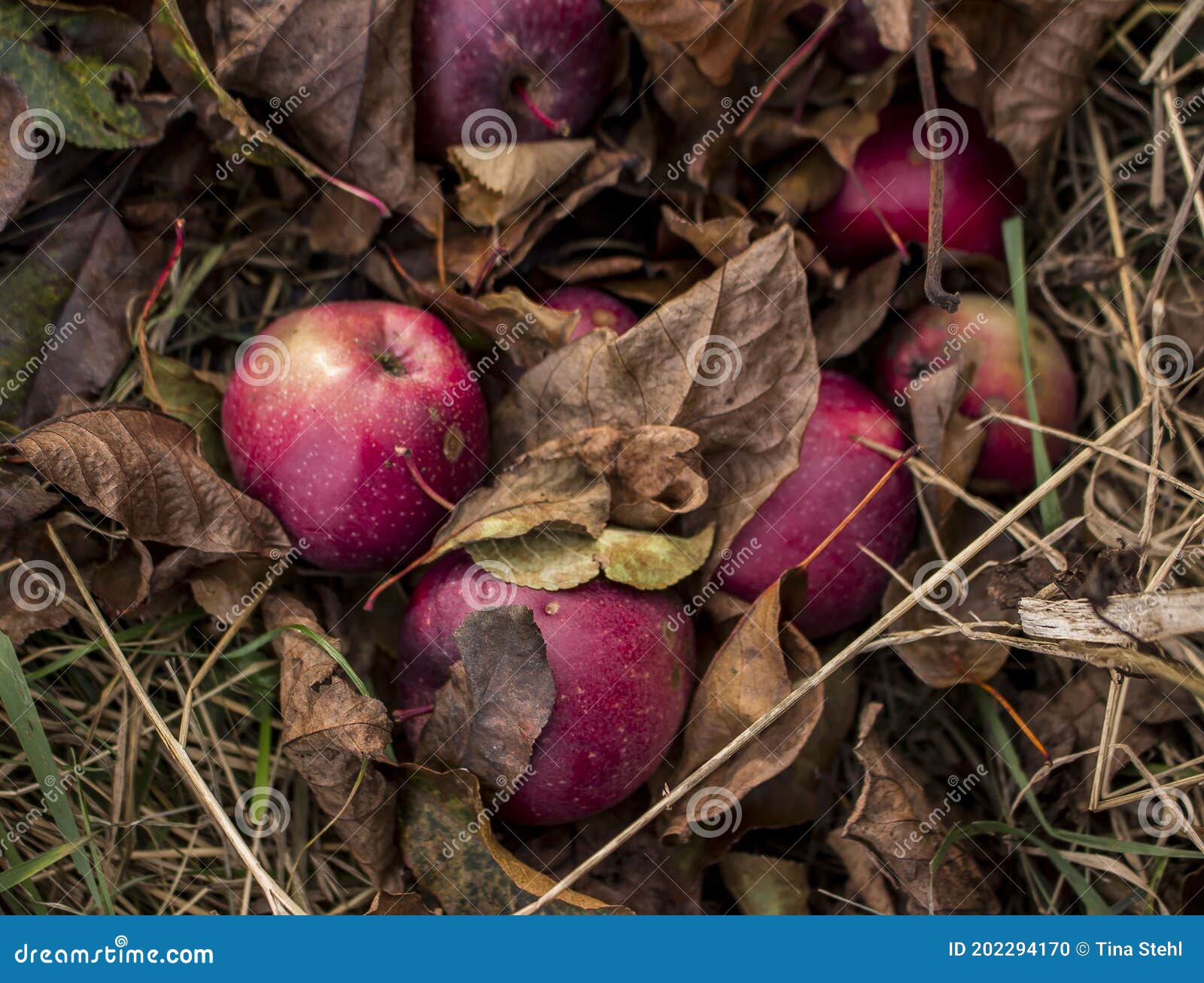 Apple-fruit on the Ground after Falling from Tree Stock Photo - Image ...