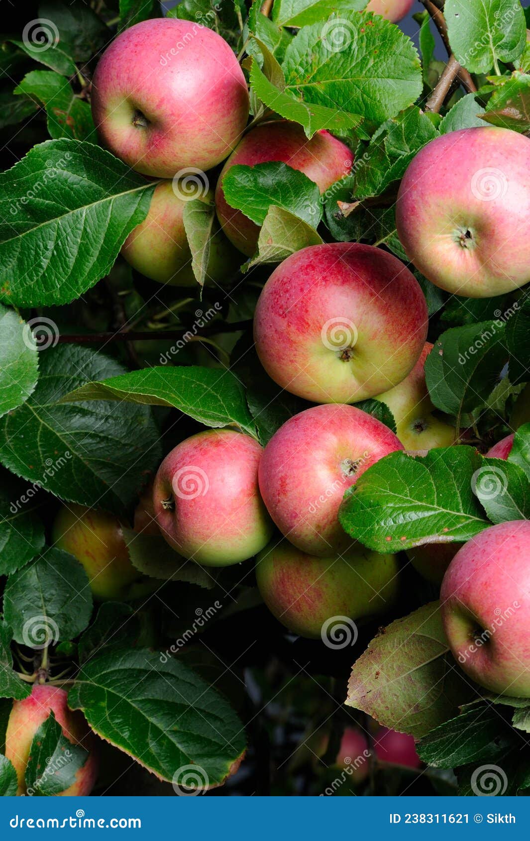 Apples Are Growing On The Tree. Garden Insects Pests. Apple Tree Ripens ...