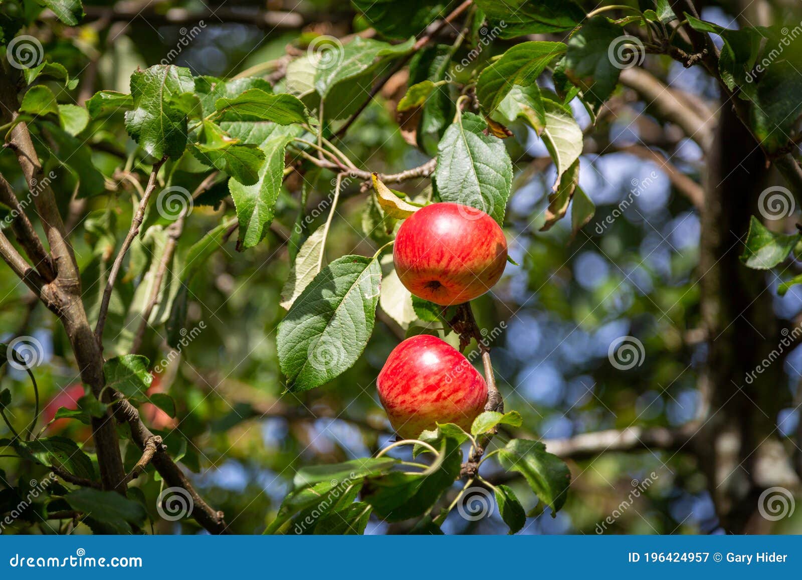 Red Apples Growing on an Apple Tree in Summer Stock Image - Image of ...