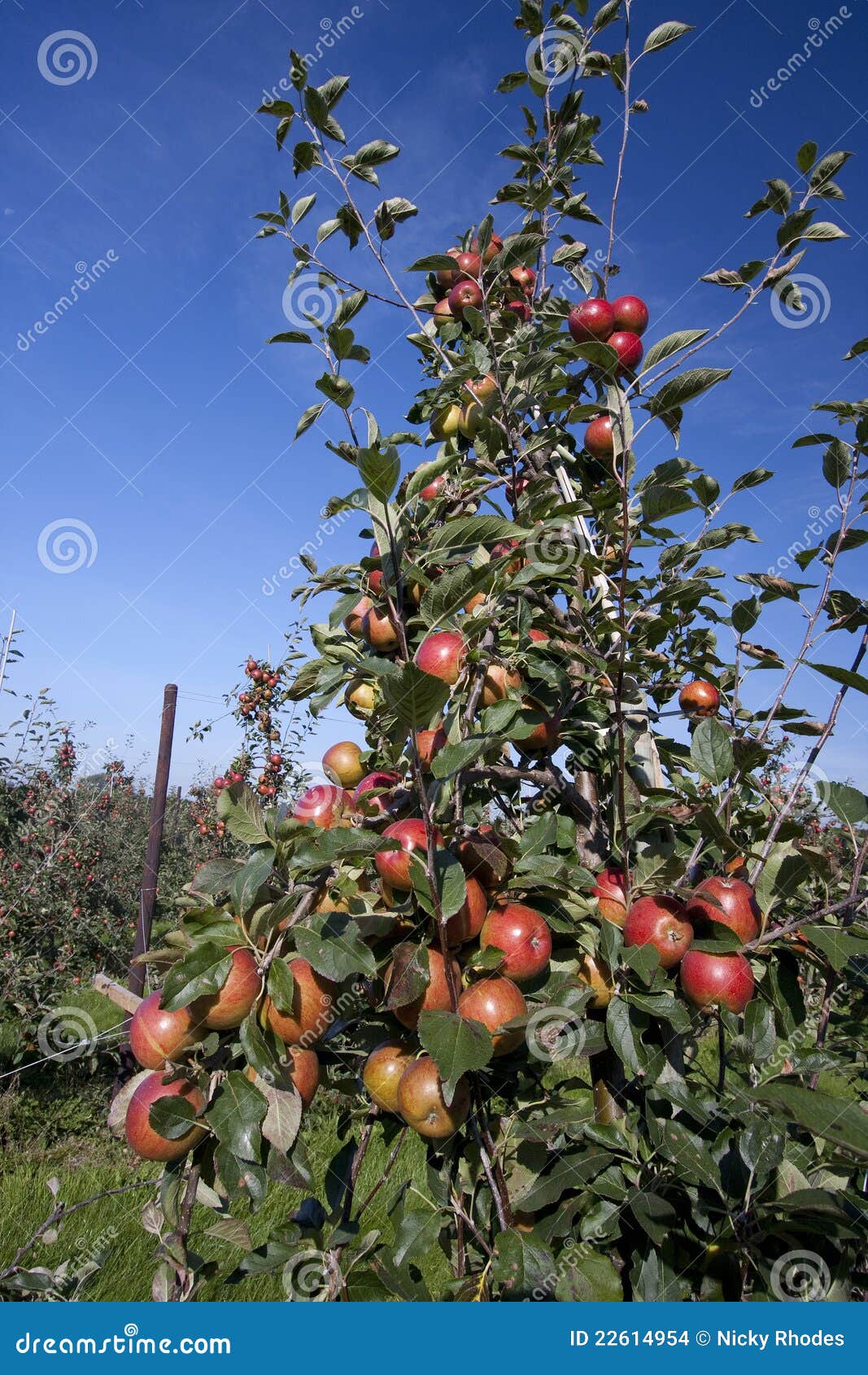 Red Apples Growing in an Orchard Stock Photo - Image of growing ...