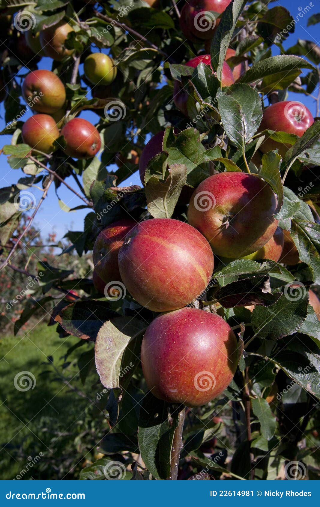 Red Apples Growing in an Orchard Stock Image - Image of sunlight ...