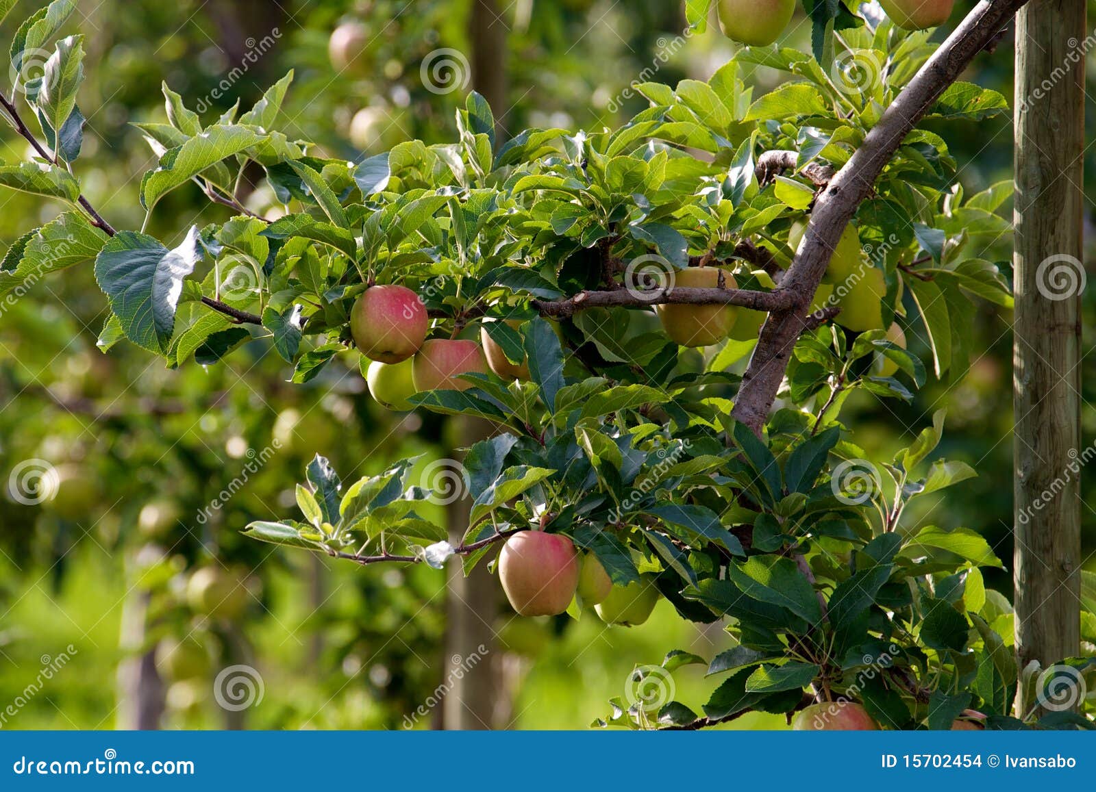 Red Apples Growing on a Tree Stock Photo - Image of orchard, food: 15702454
