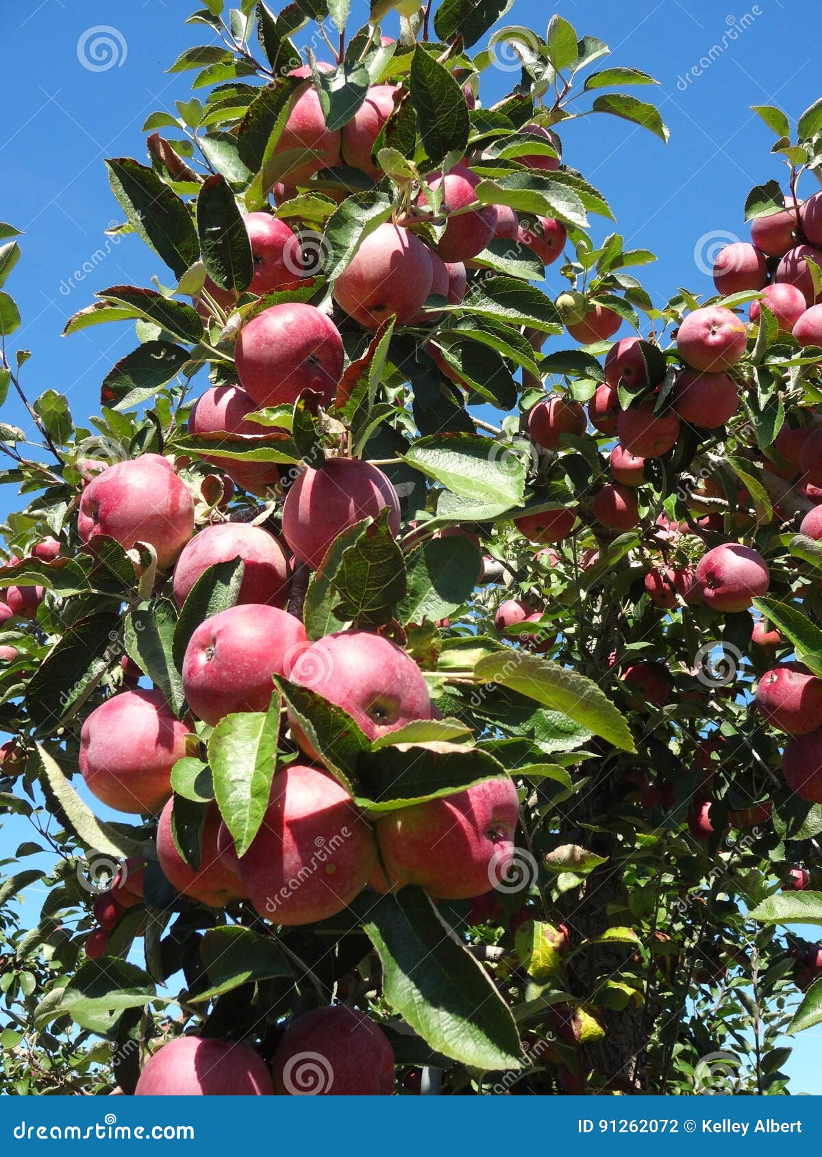 Red Apples Growing on a Tree Stock Photo - Image of growing, tree: 91262072