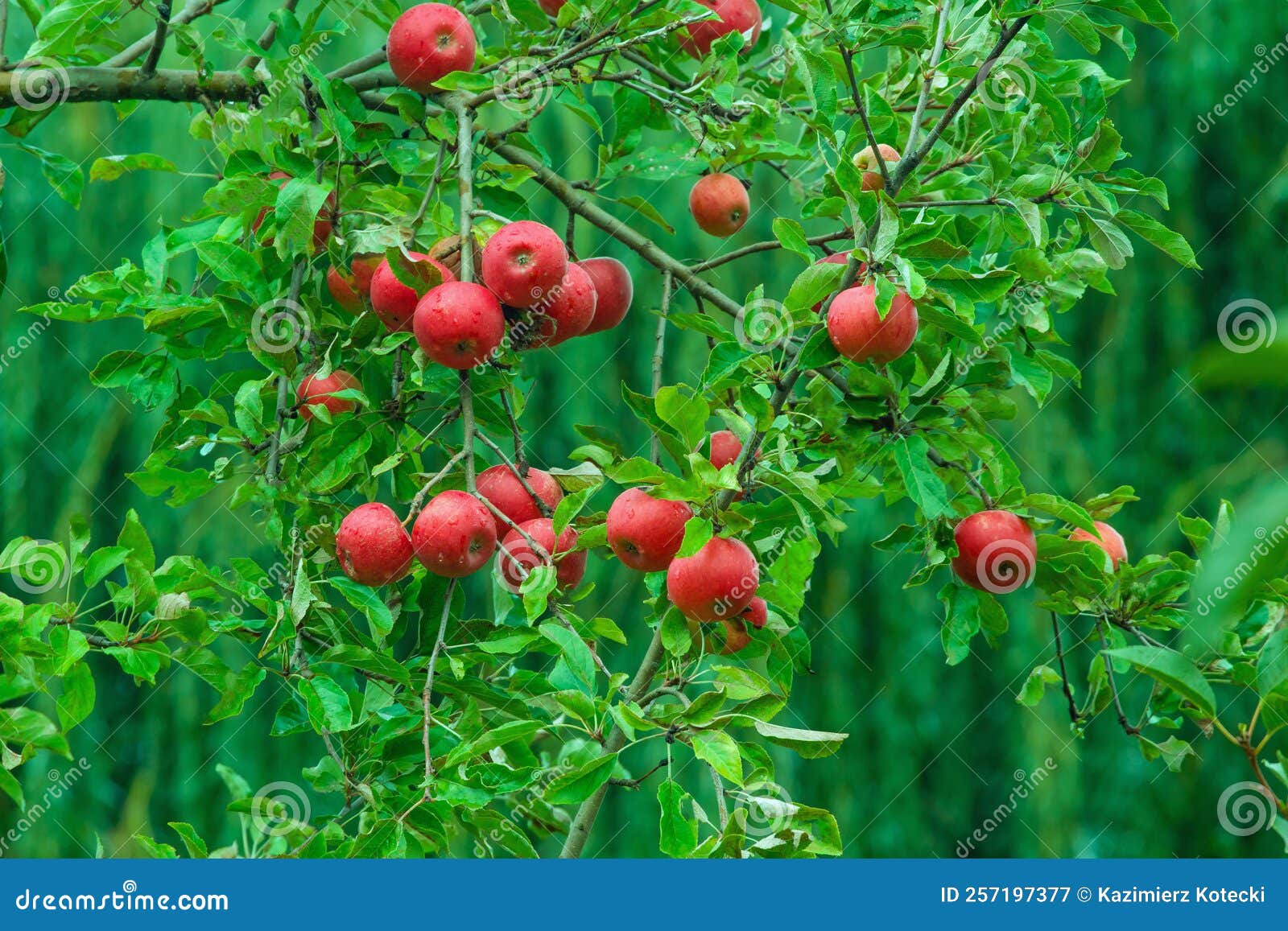 Red Apples Growing on a Tree after Rain Stock Image - Image of green ...