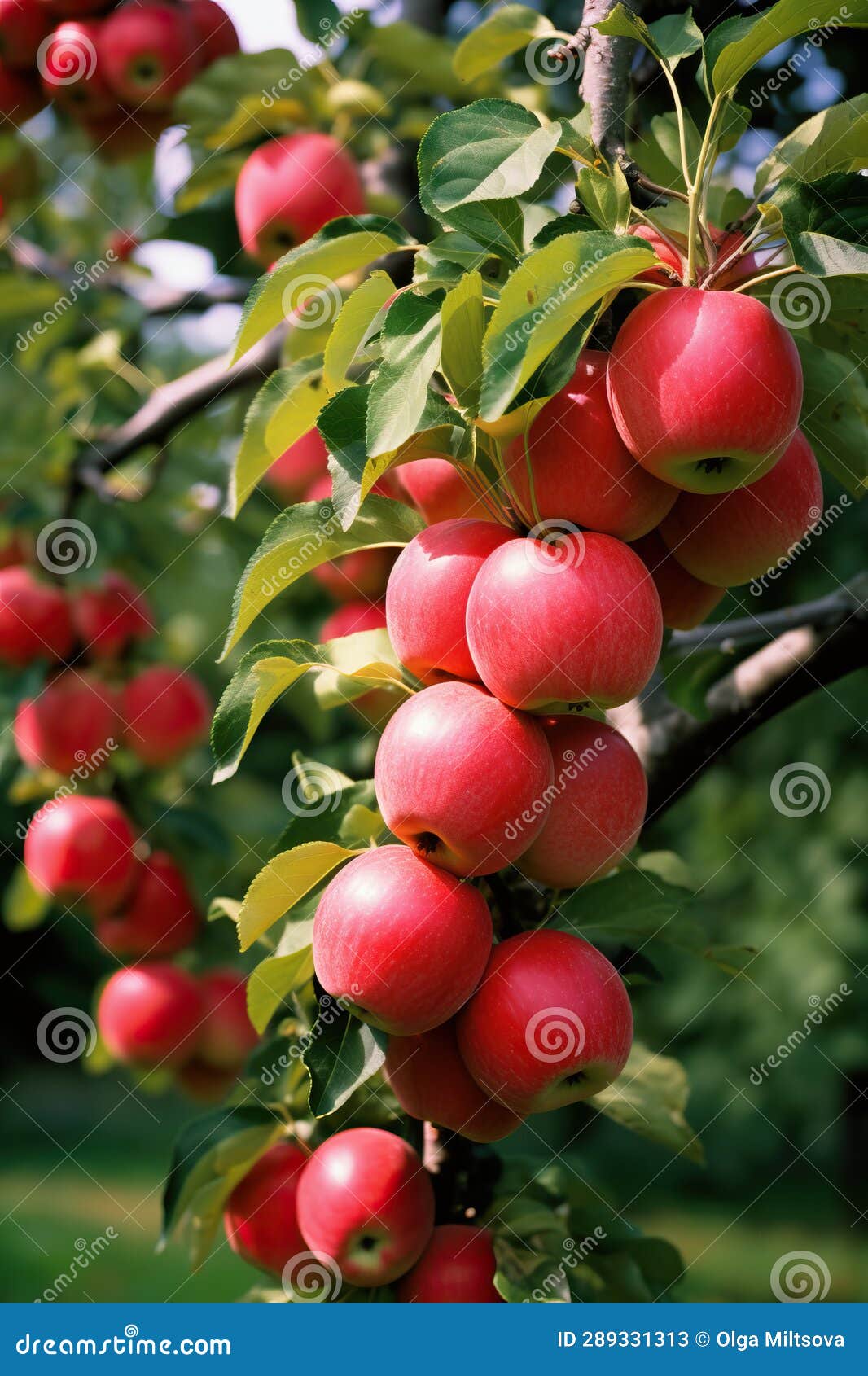 Apples Growing Isolated Cartoon Vector Illustrations Cartoondealer
