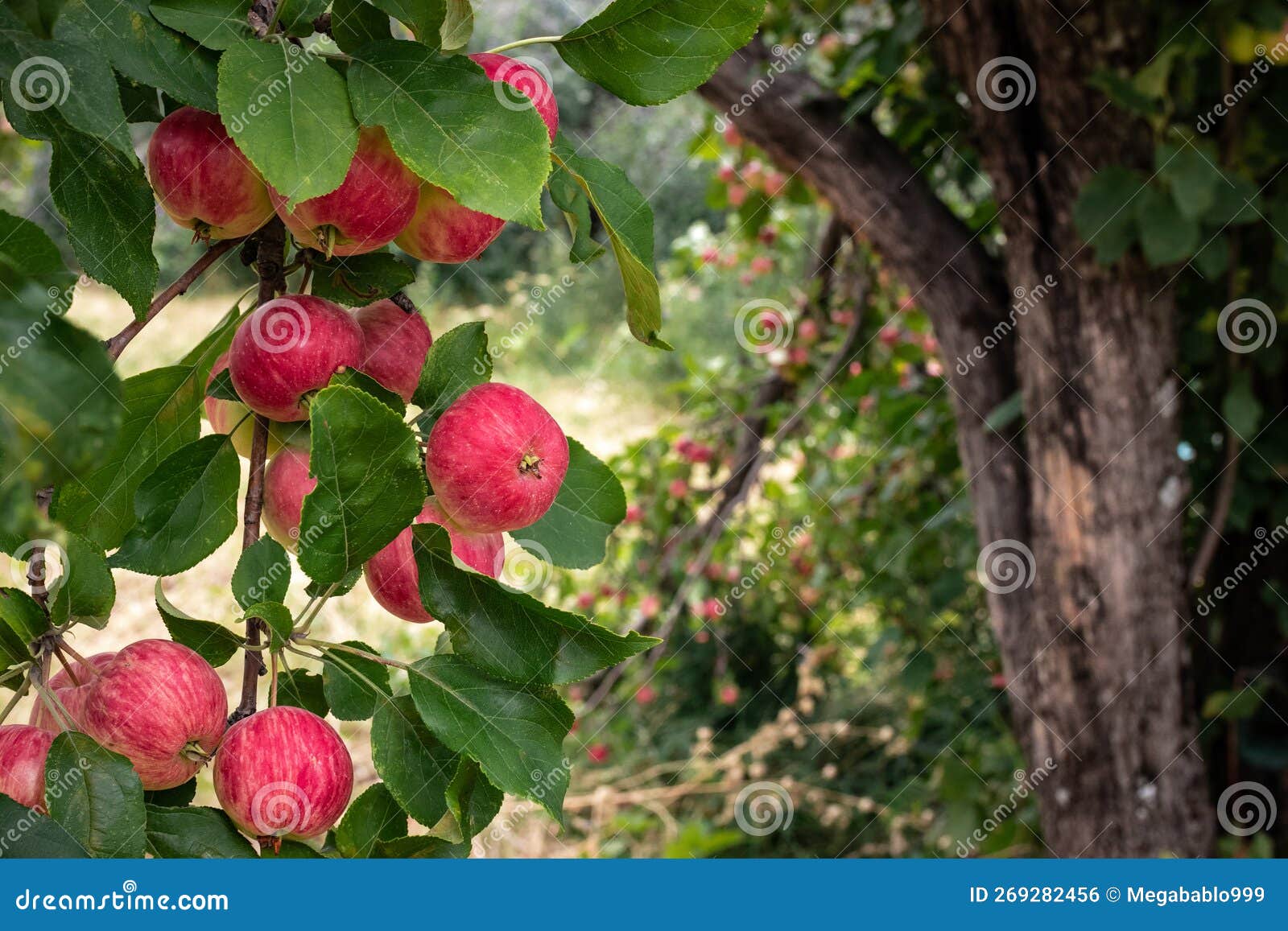Red Apples Grows on a Branch among the Green Foliage on Apple Tree ...