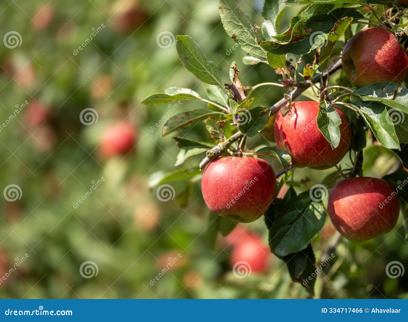 Red Apples Hang from Apple Tree in Sunshine Stock Photo - Image of ...