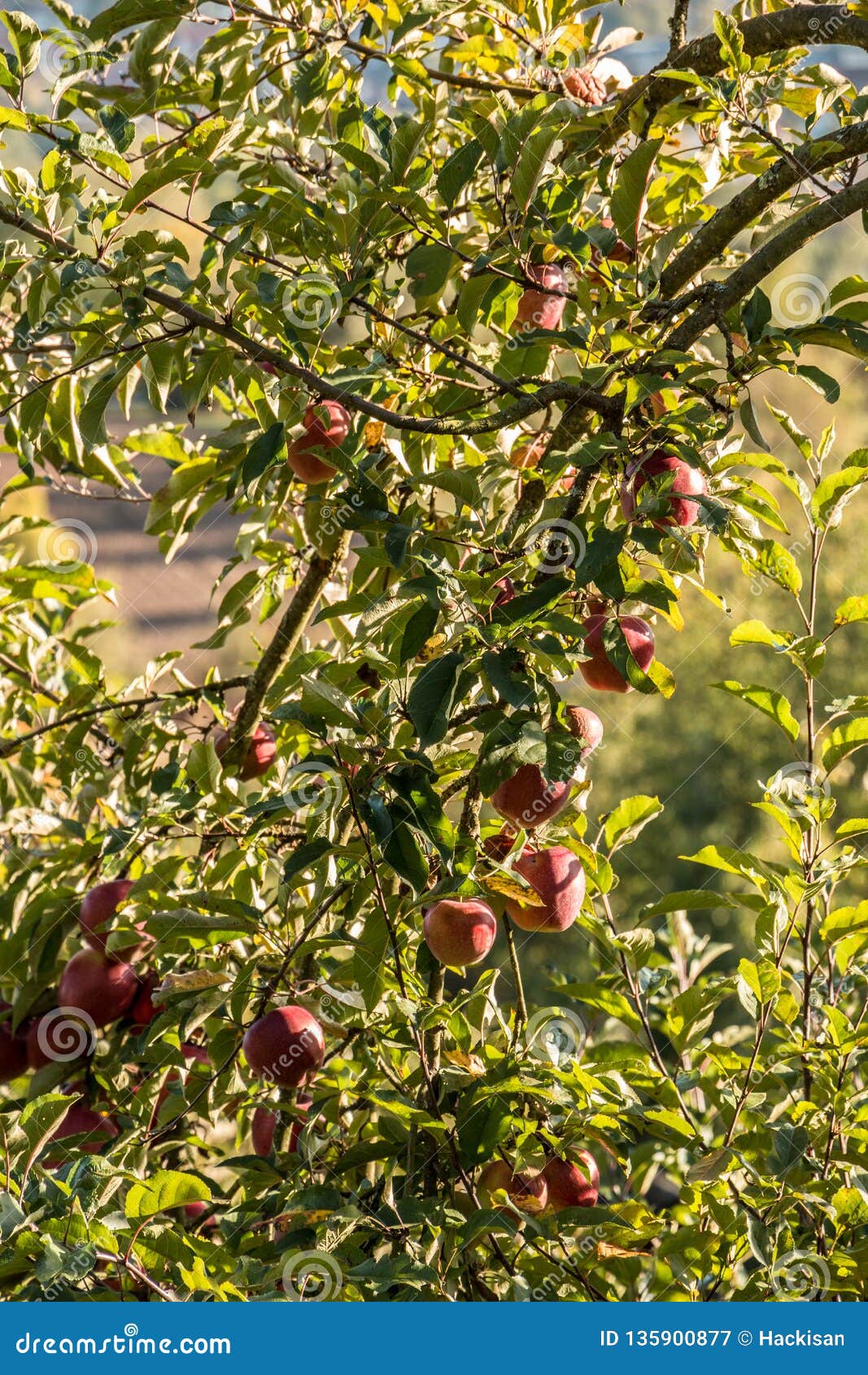 Red Apples Hanging on an Apple Tree Stock Image - Image of harvest ...