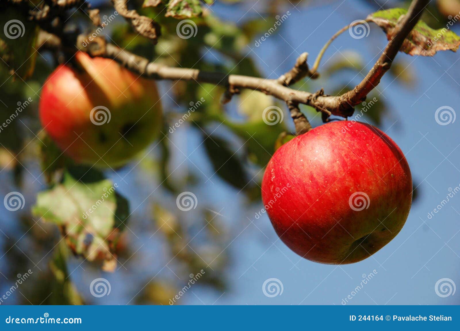 Red Apples Hanging from Tree. Stock Photo - Image of fresh, grove: 244164