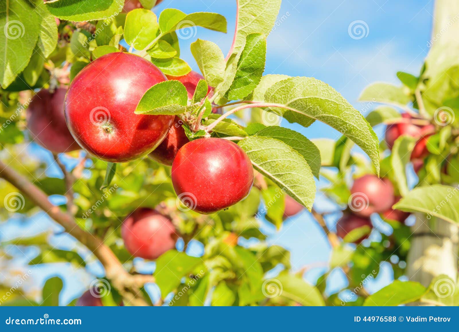 Red Apples Hanging on the Tree Stock Photo - Image of close ...