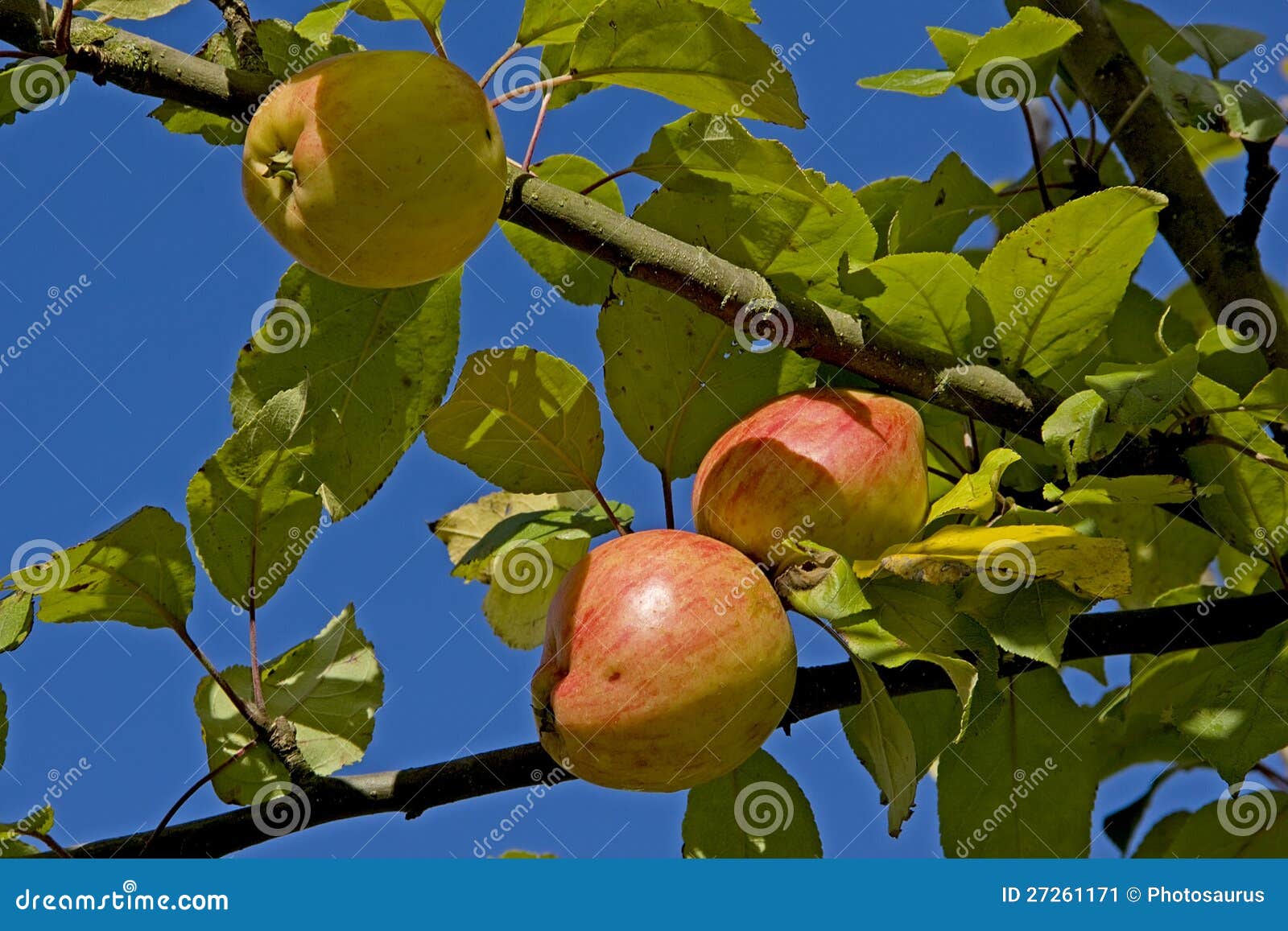 Red Apples in the Late Summer Stock Image - Image of apple, ripen: 27261171