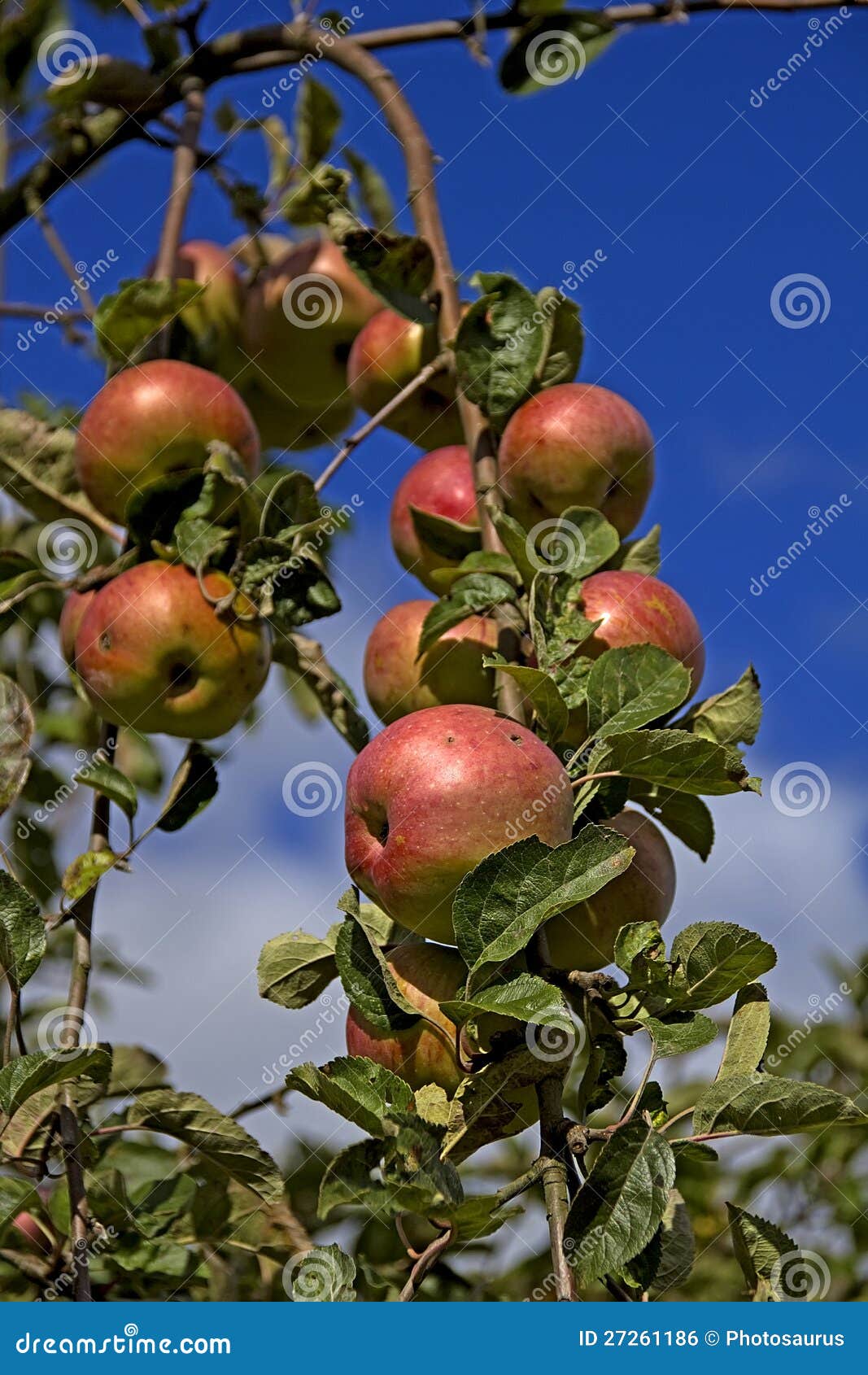 Red Apples in the Late Summer Stock Photo - Image of organic, grow ...