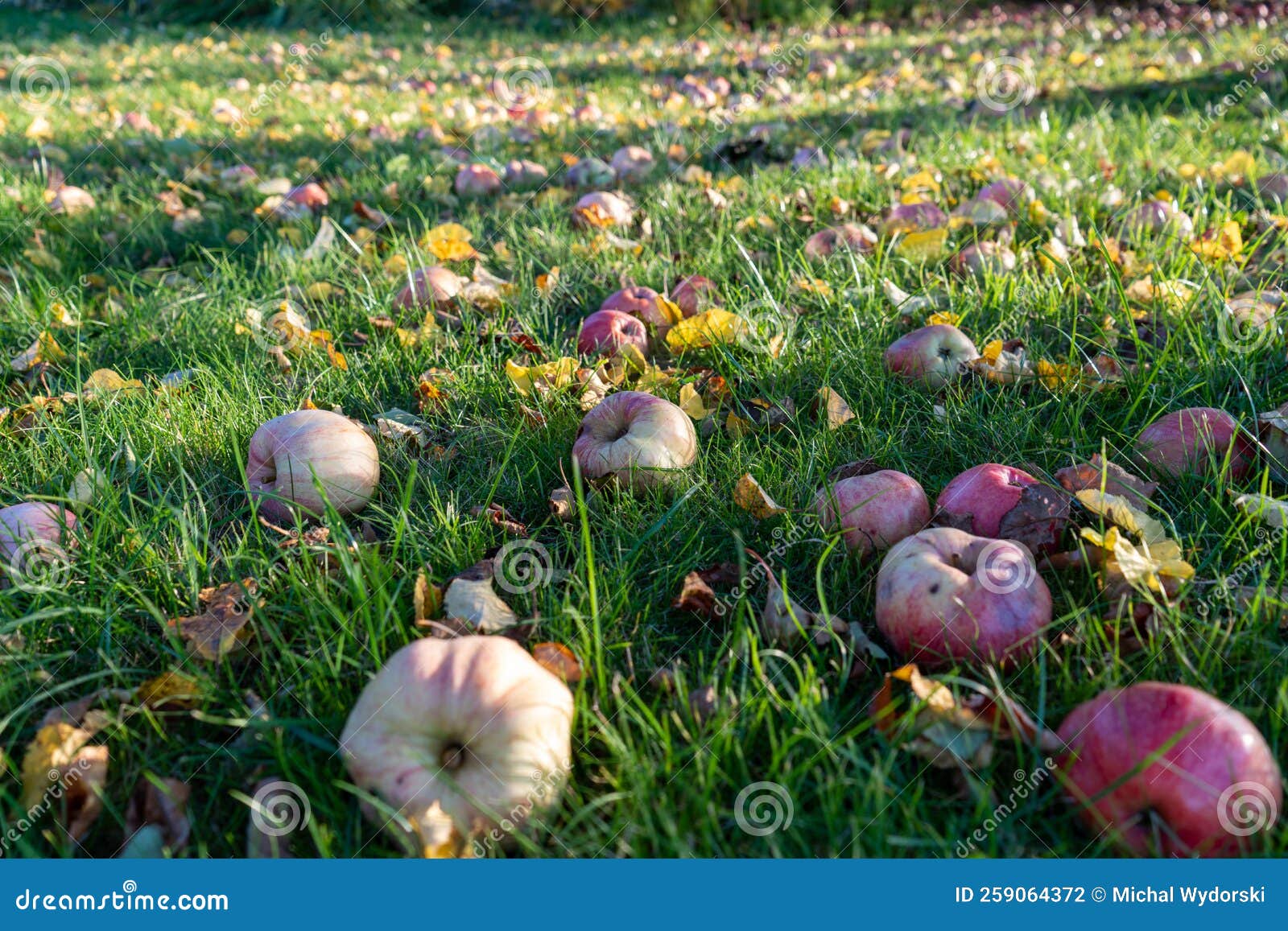 Apples Lying in the Grass that Fell from the Tree on a Sunny Summer Day ...