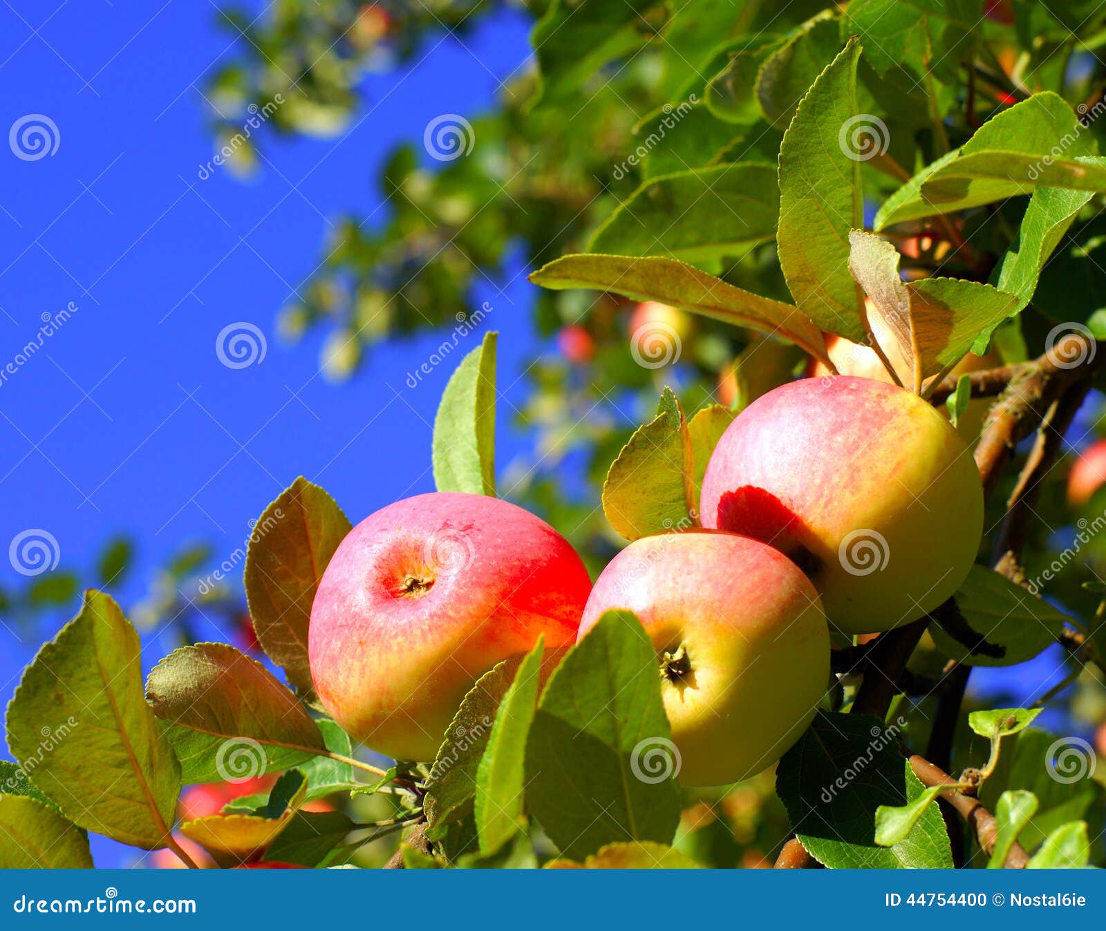 Red Apples and Leaves on Blue Sky Stock Photo - Image of macro, autumn ...