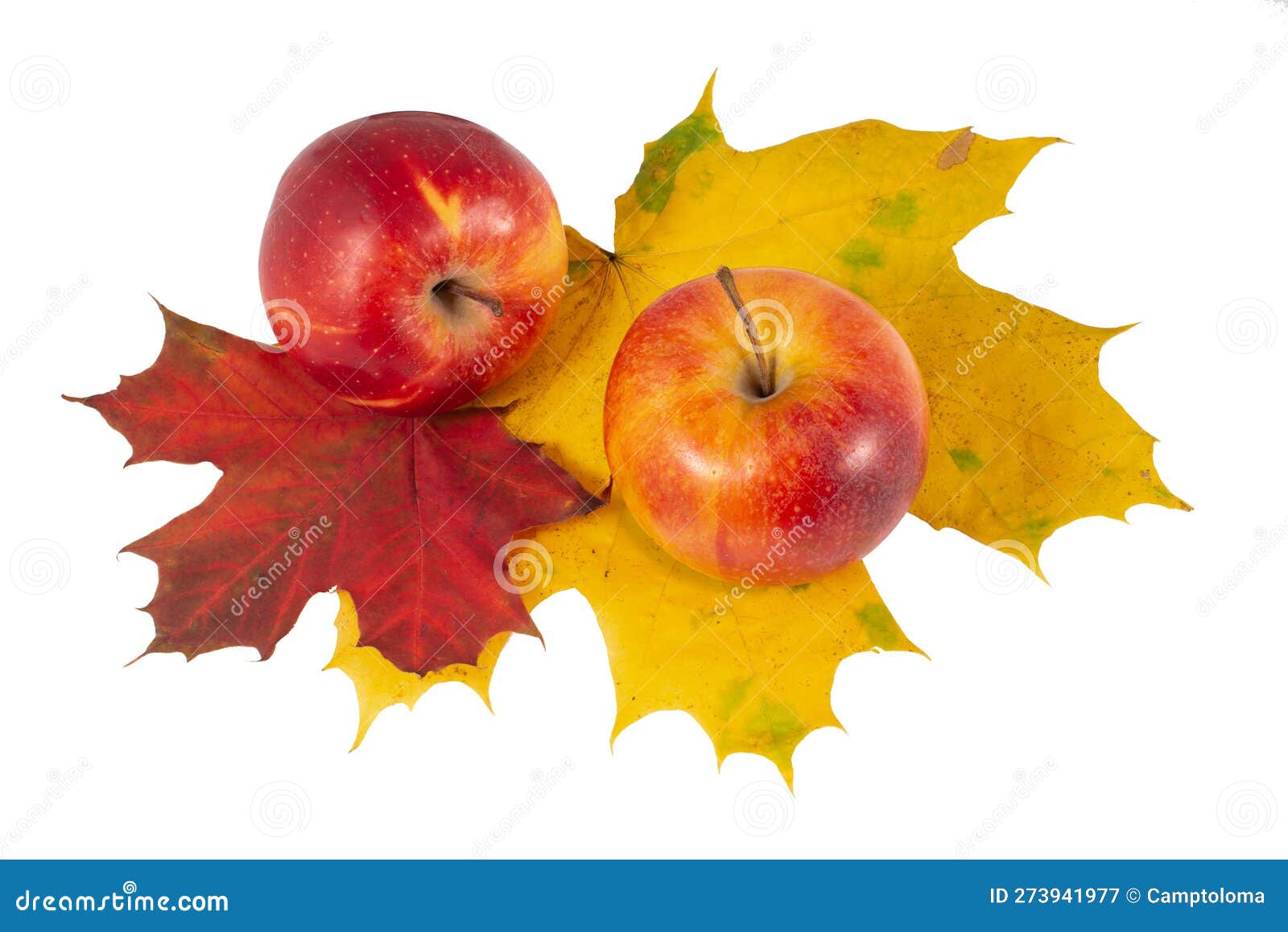 Red Apples with Maple Leaves Autumn Colors Stock Image - Image of ...