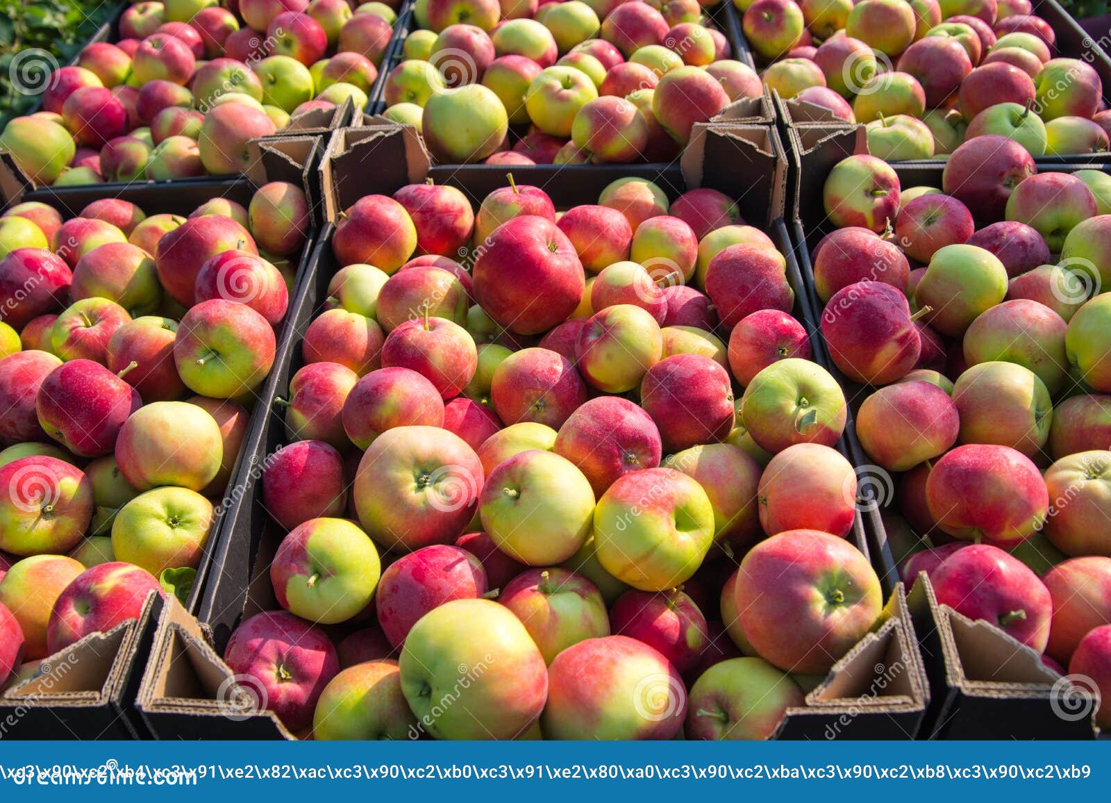 Red Apples Packing in Boxes, Container, Close-up, Copy Space Stock ...