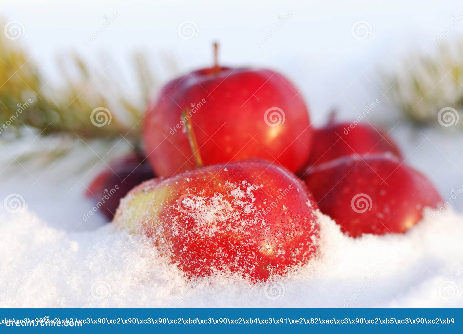 Red apples on snow stock image. Image of gourmet, drop - 12809967