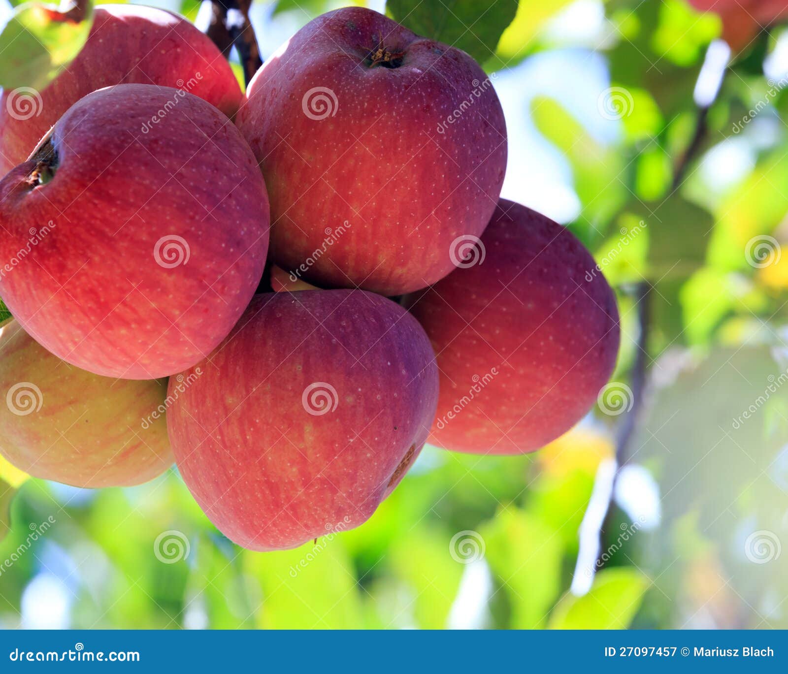 Red apples on tree stock image. Image of color, closeup - 27097457