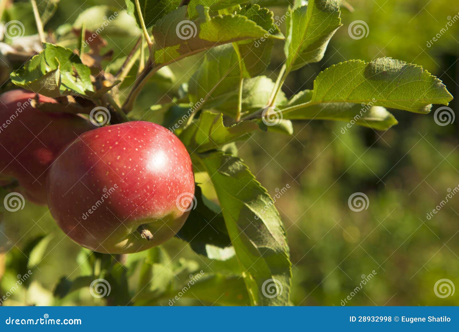 Red apples on a tree stock photo. Image of apple, food - 28932998