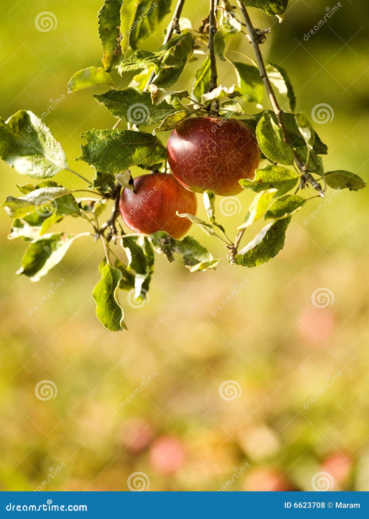 Red apples on a tree stock photo. Image of seasonal, food - 6623708