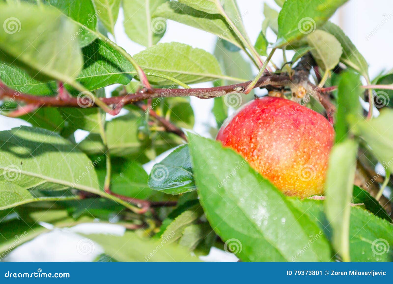 Red apples stock image. Image of environment, fall, green - 79373801