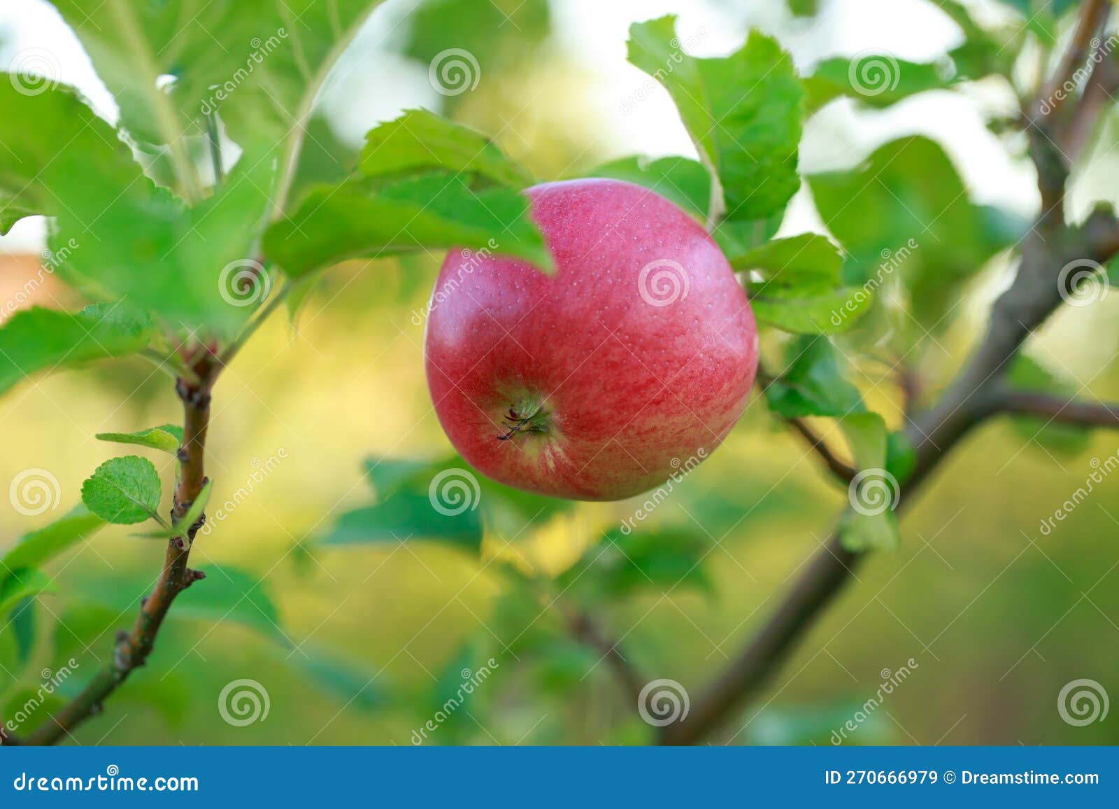 Red apples on tree stock image. Image of orchard, autumn - 270666979