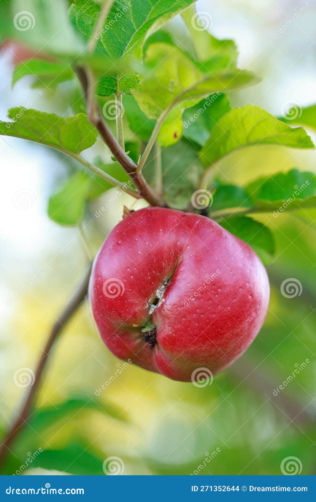 Red apples on tree stock photo. Image of harvest, green - 271352644