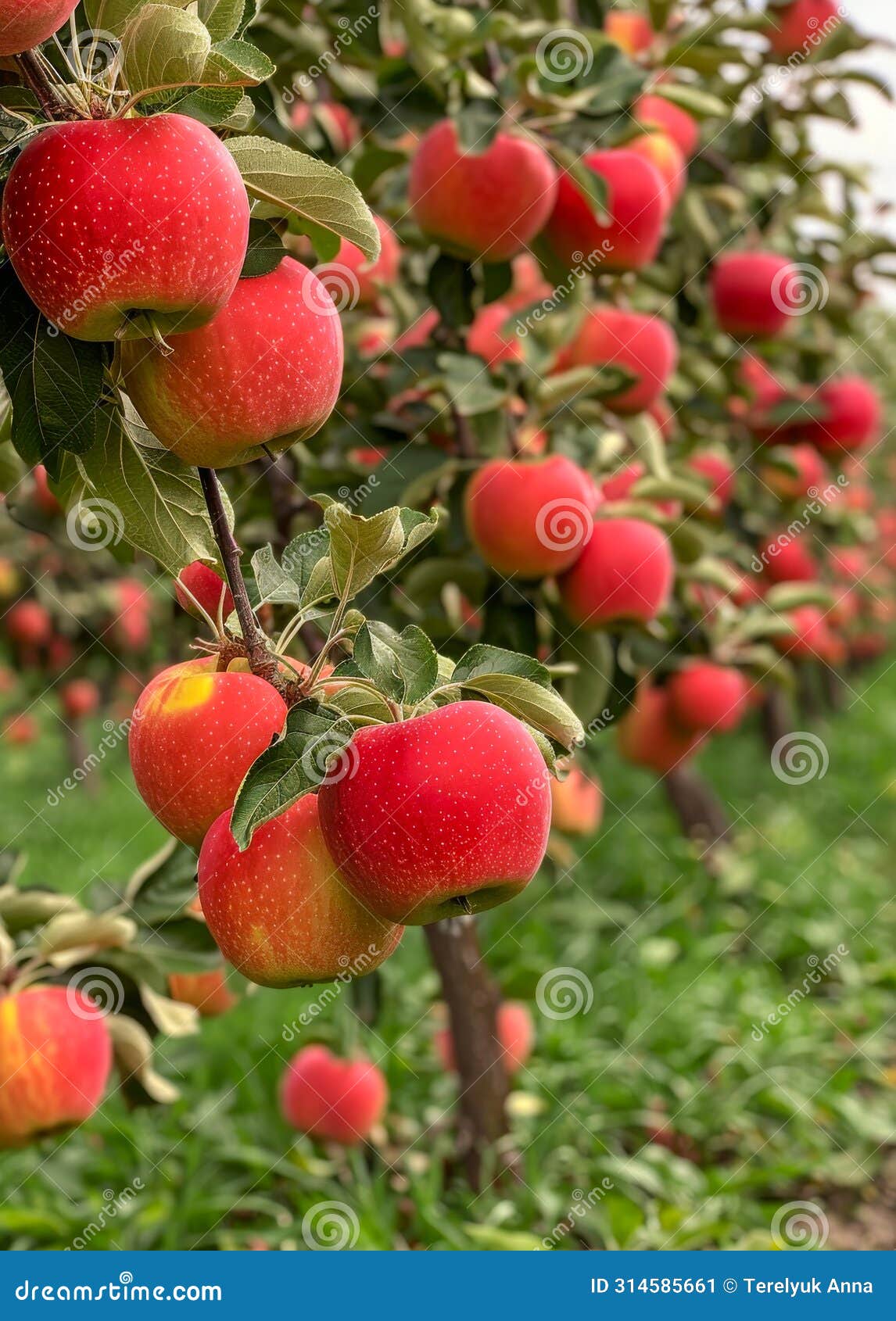 Red Apples on Tree. a Apple Trees with Fruit on Them in an Orchard ...