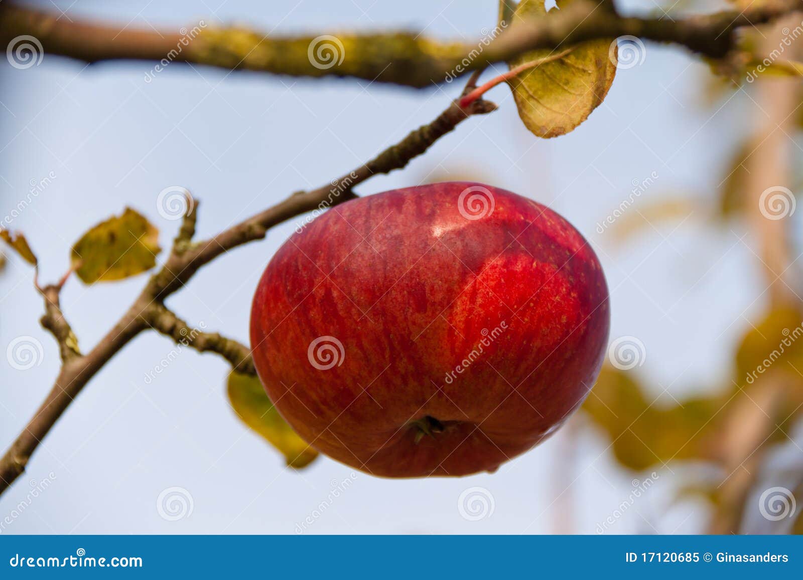 Red Apples on Tree in Autumn Stock Image - Image of pears, plantations ...