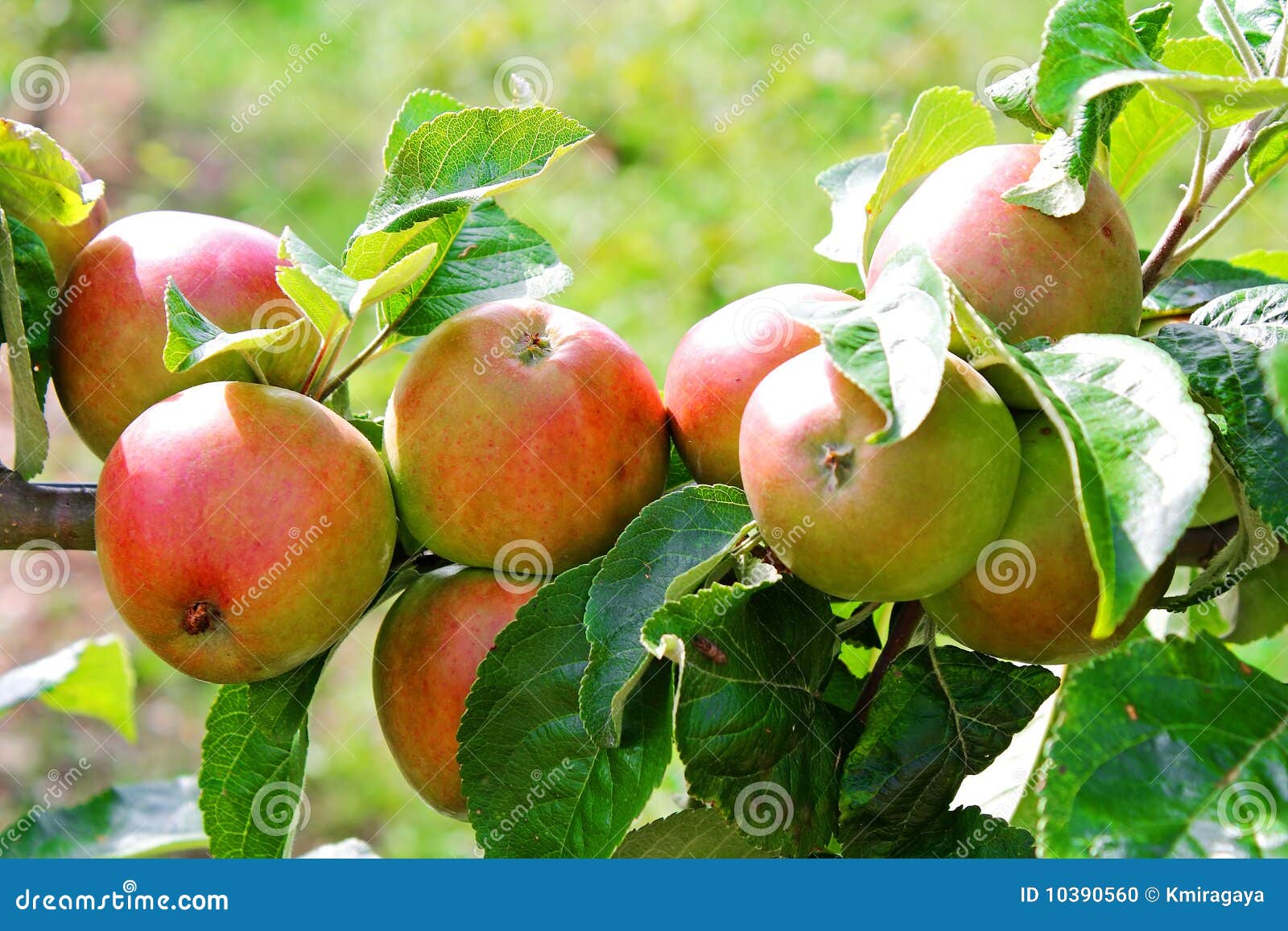 Red Apples in a Tree Branch Stock Photo - Image of plant, object: 10390560