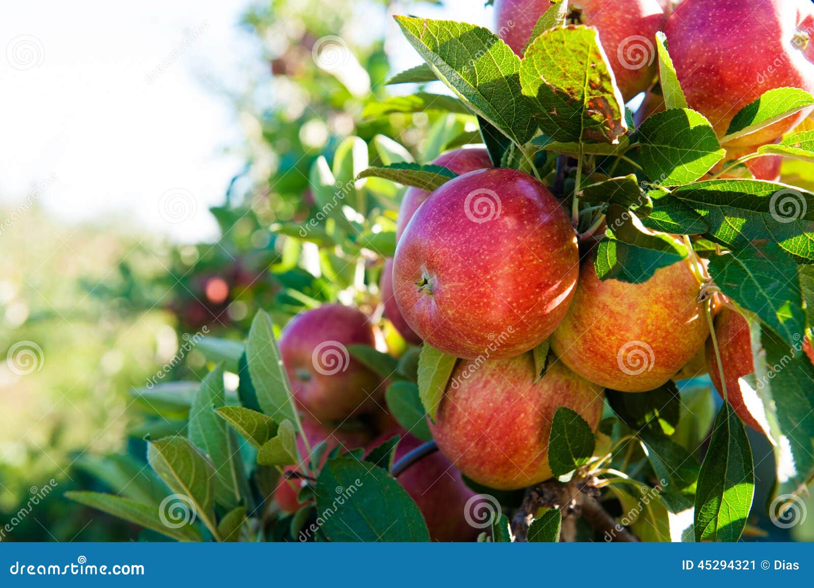 Red apples on tree branch stock image. Image of branch - 45294321